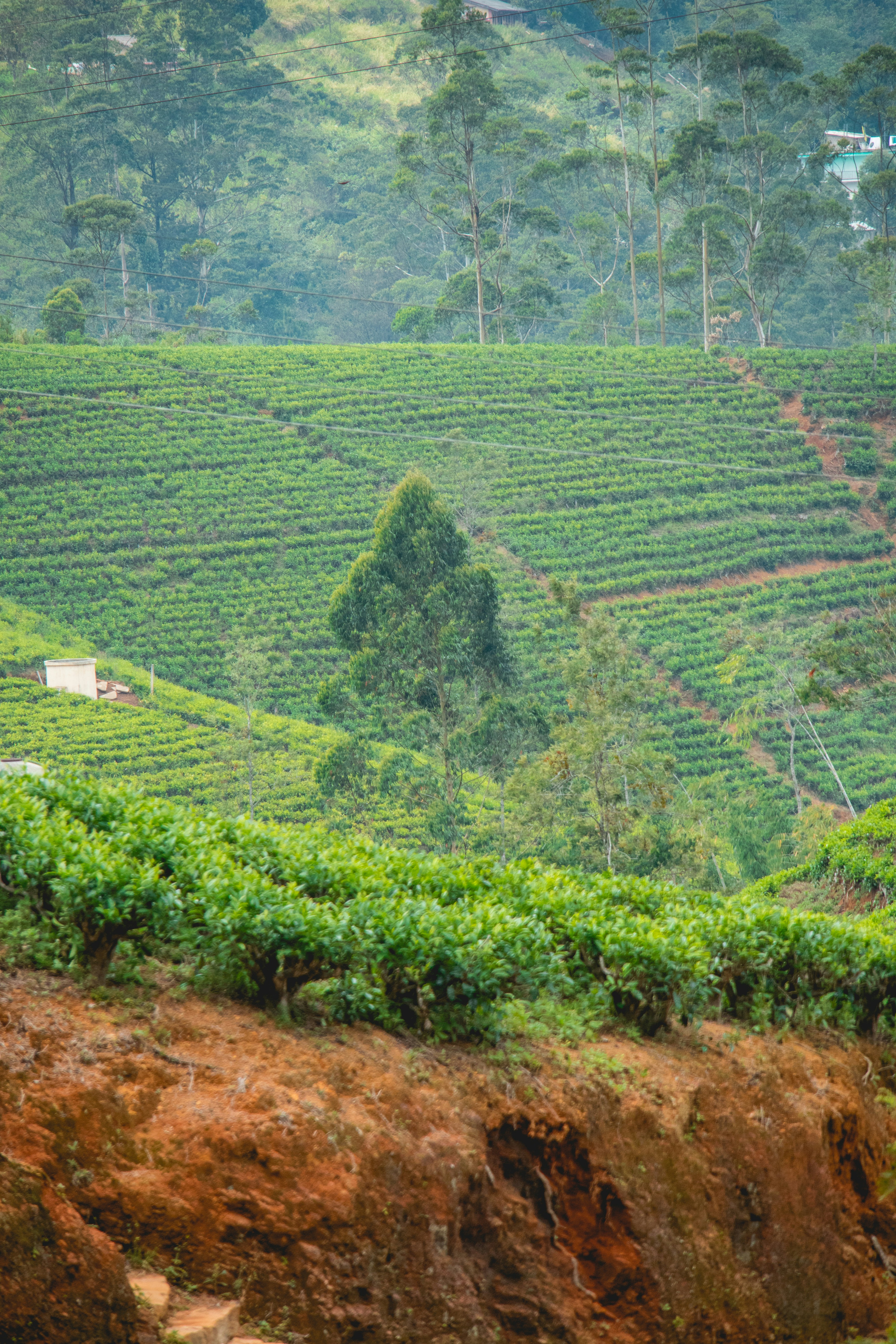 Terraced Tea Fields Nestled Against Forested Hills