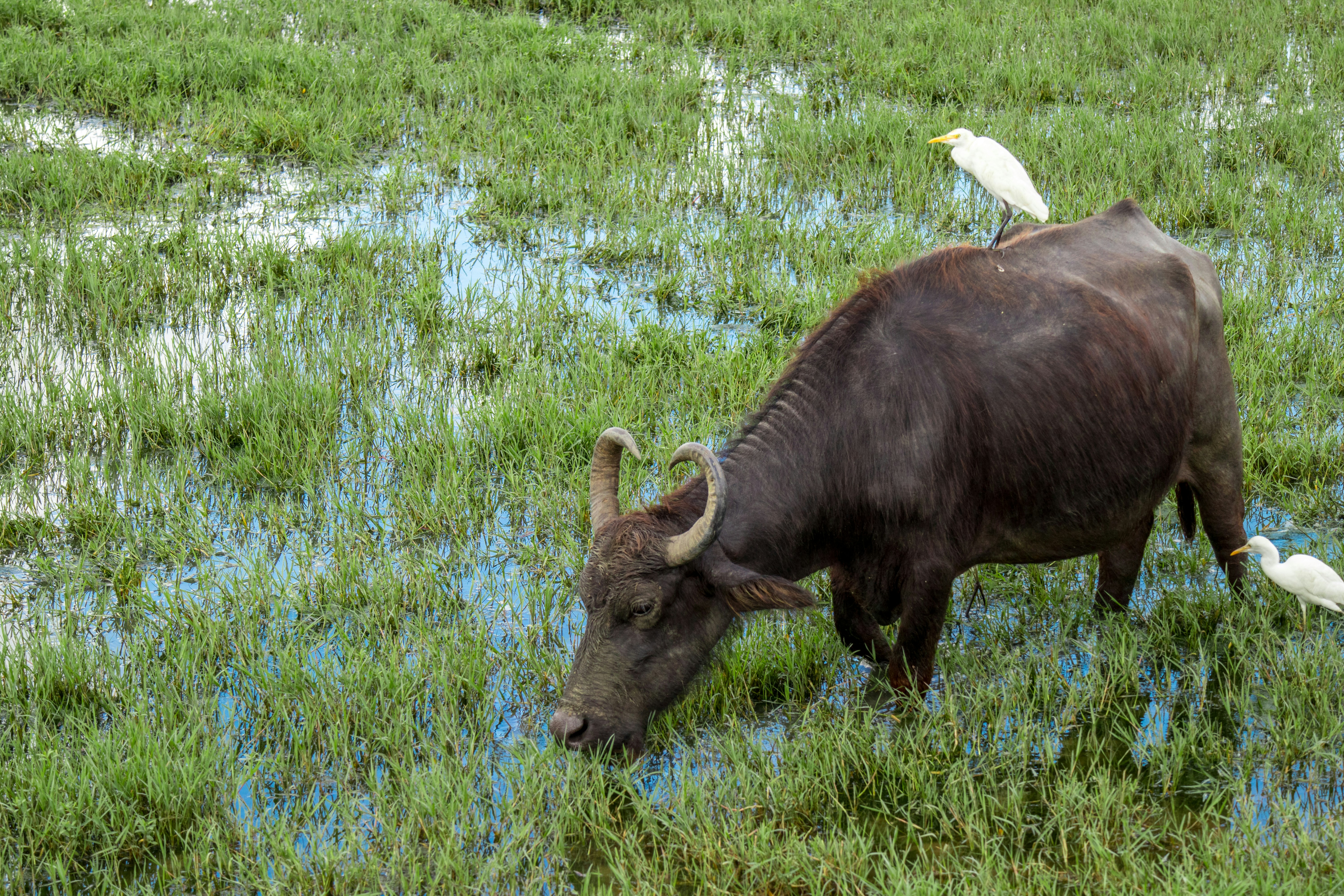 Herding Silence: Waterlogged Grassland with Grazer and Cattle Egret