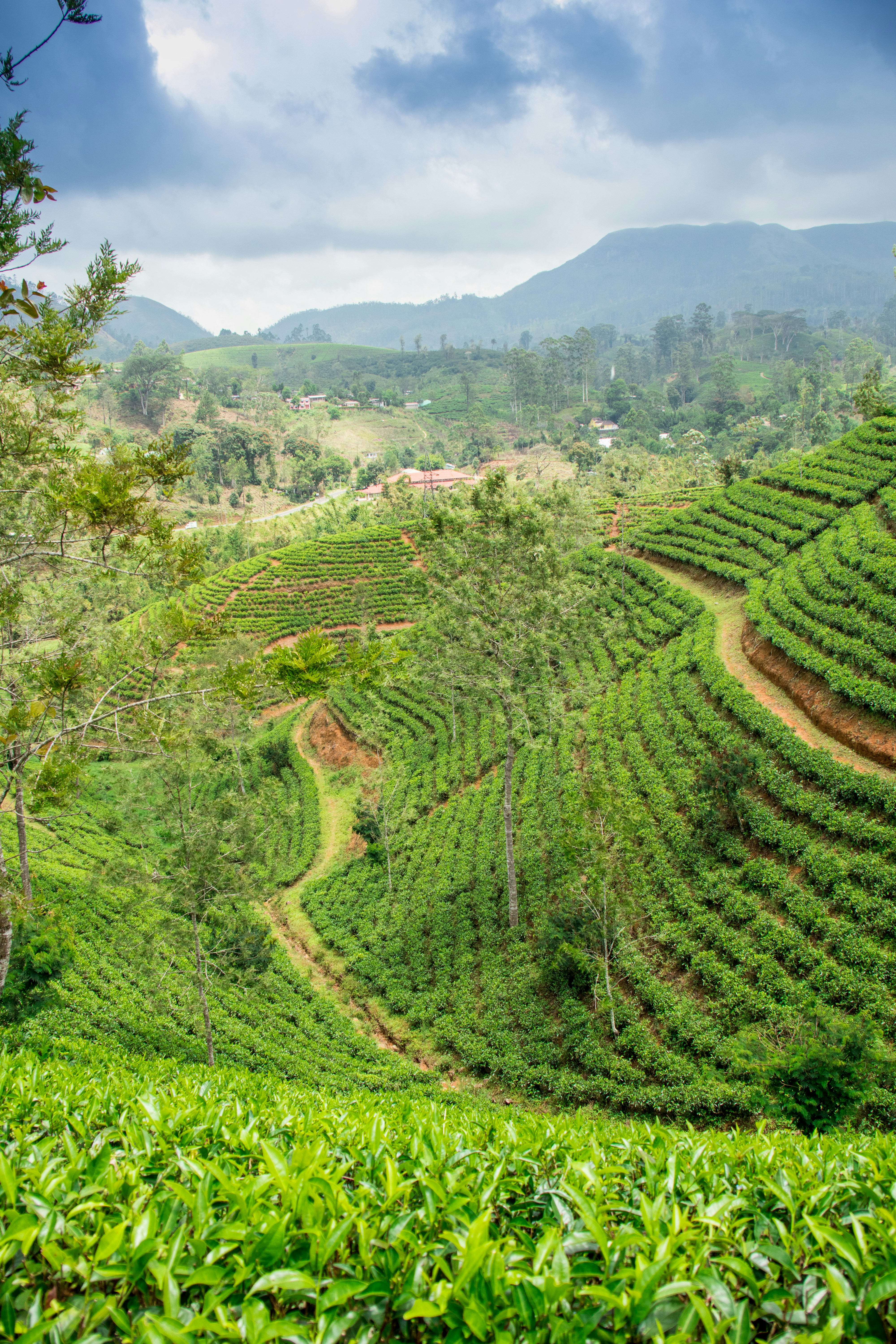 Terraced Tea Fields Reaching Toward the Distant Hills