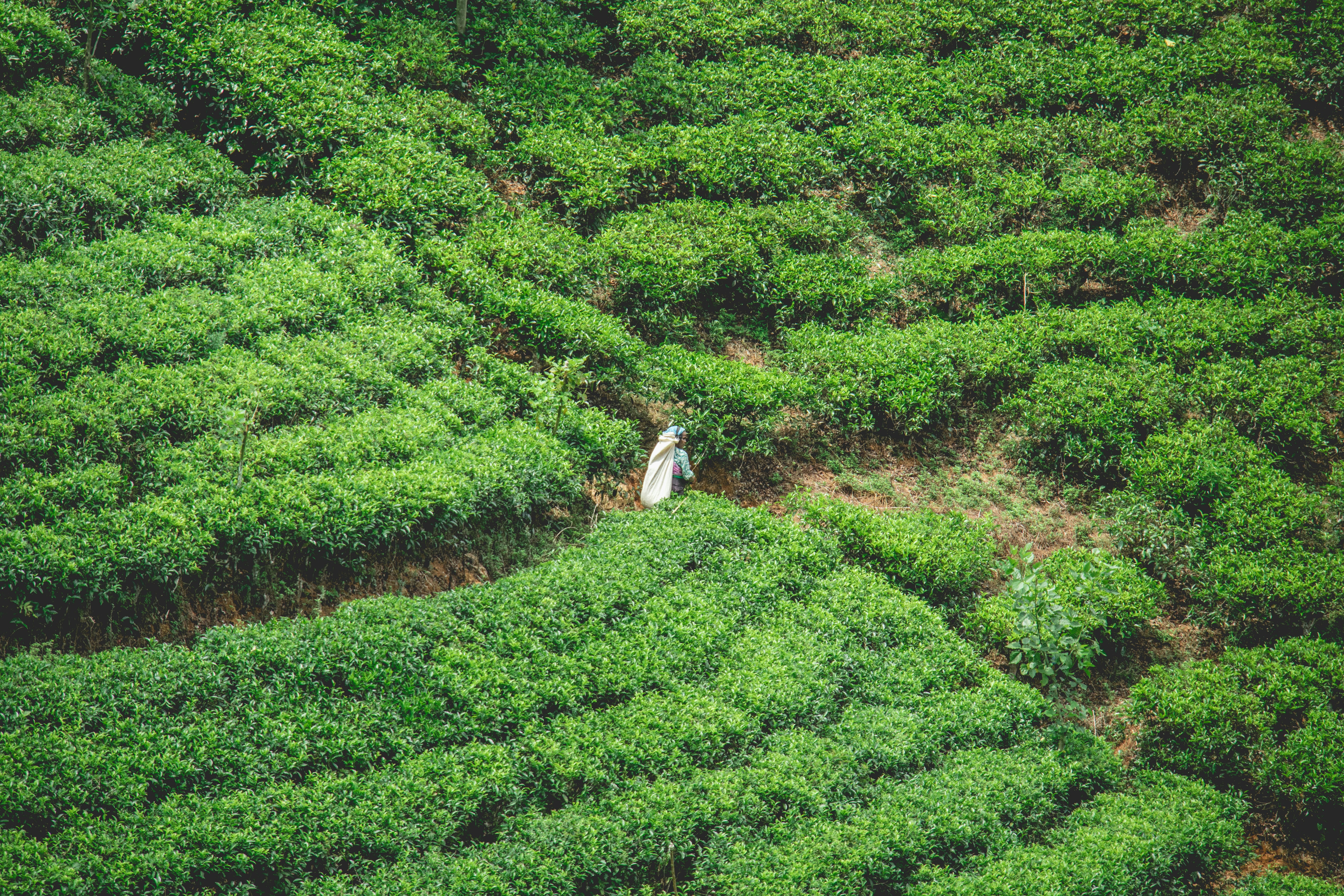 A lone figure traverses a sea of green tea terraces