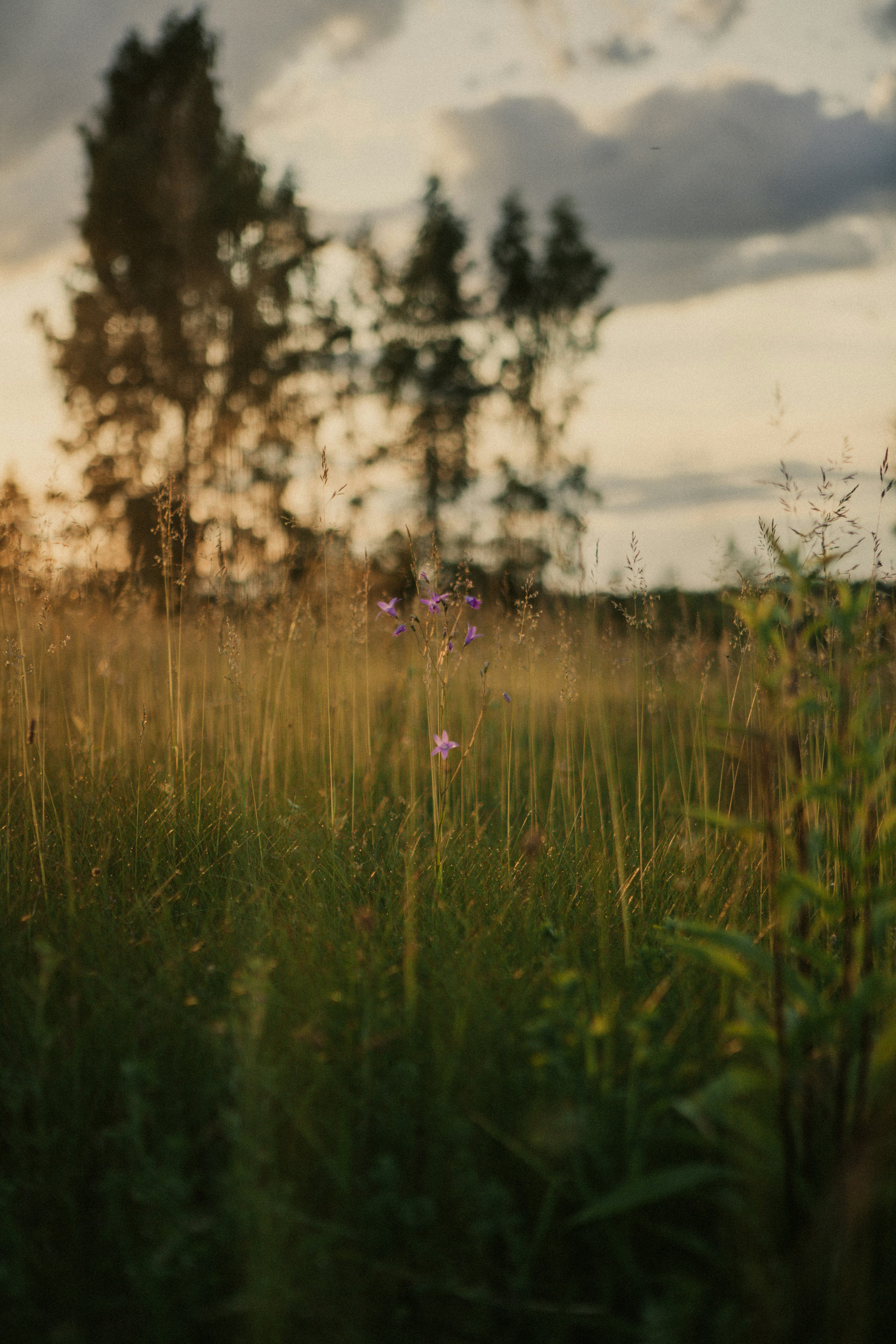 Golden Hour Meadow: Wildflowers Backlit by Distant Trees
