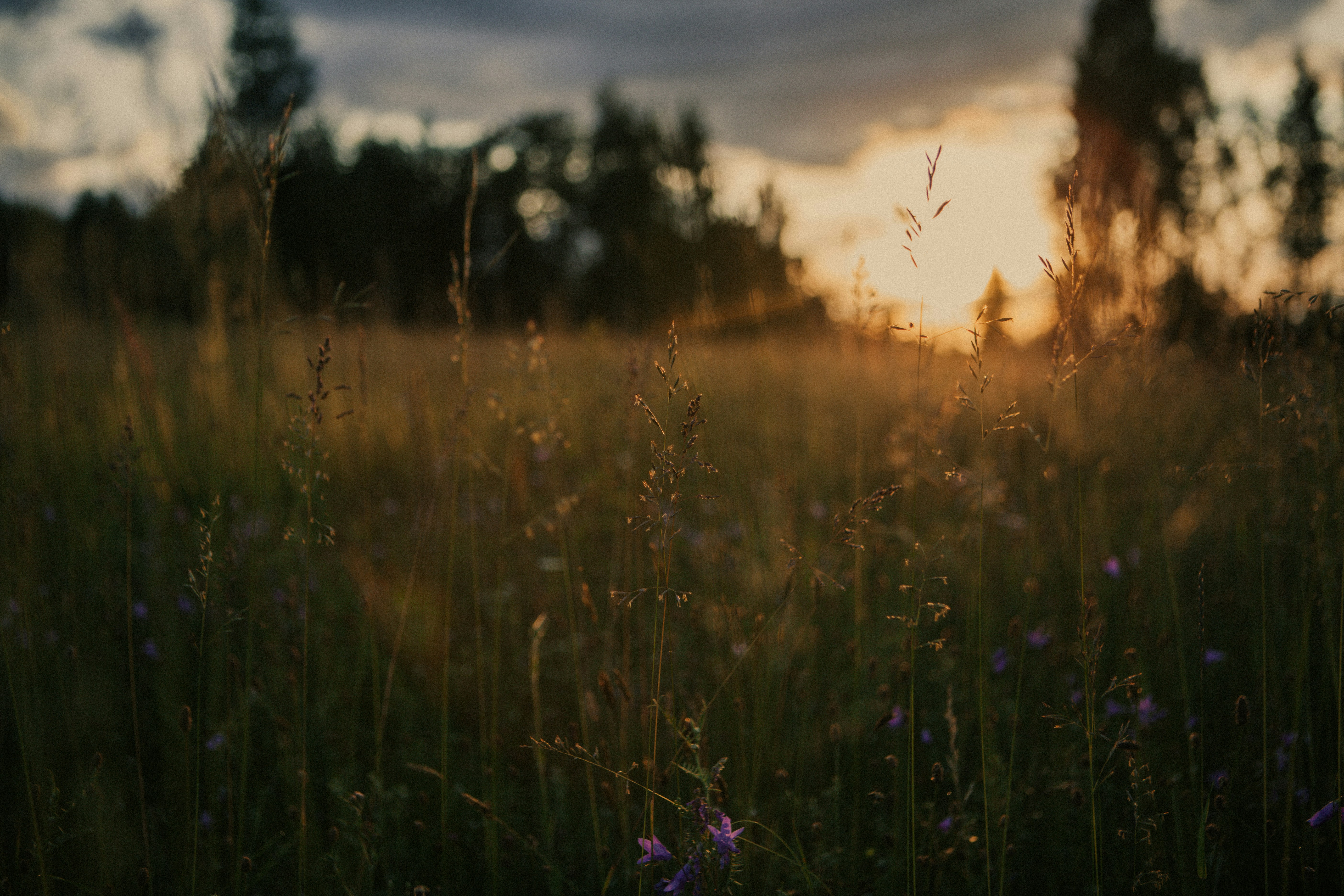 Golden Meadow at Dusk: Quiet Field with Backlit Wildflowers