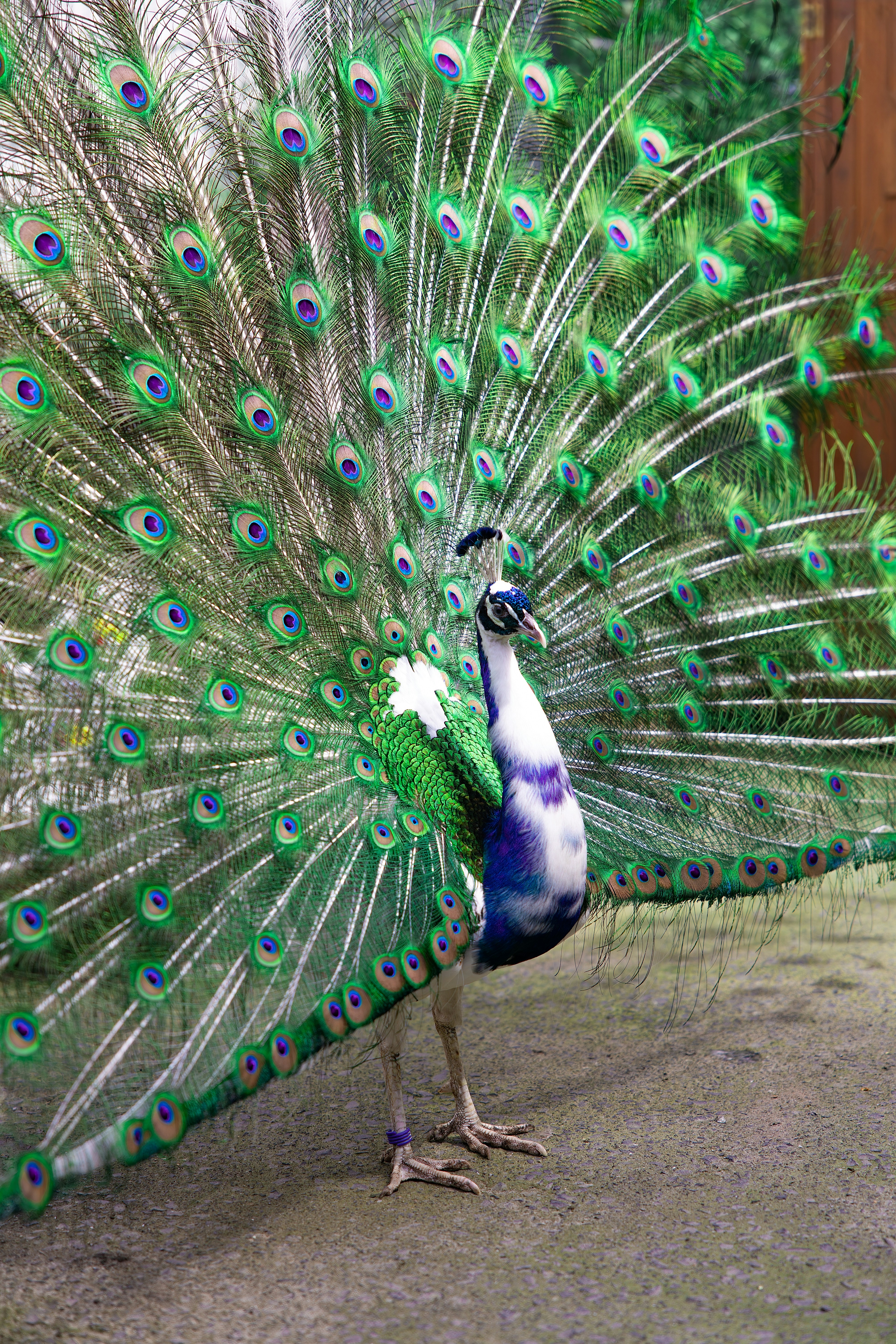 Emerald Fan: Center Stage Peacock with Displayed Tail