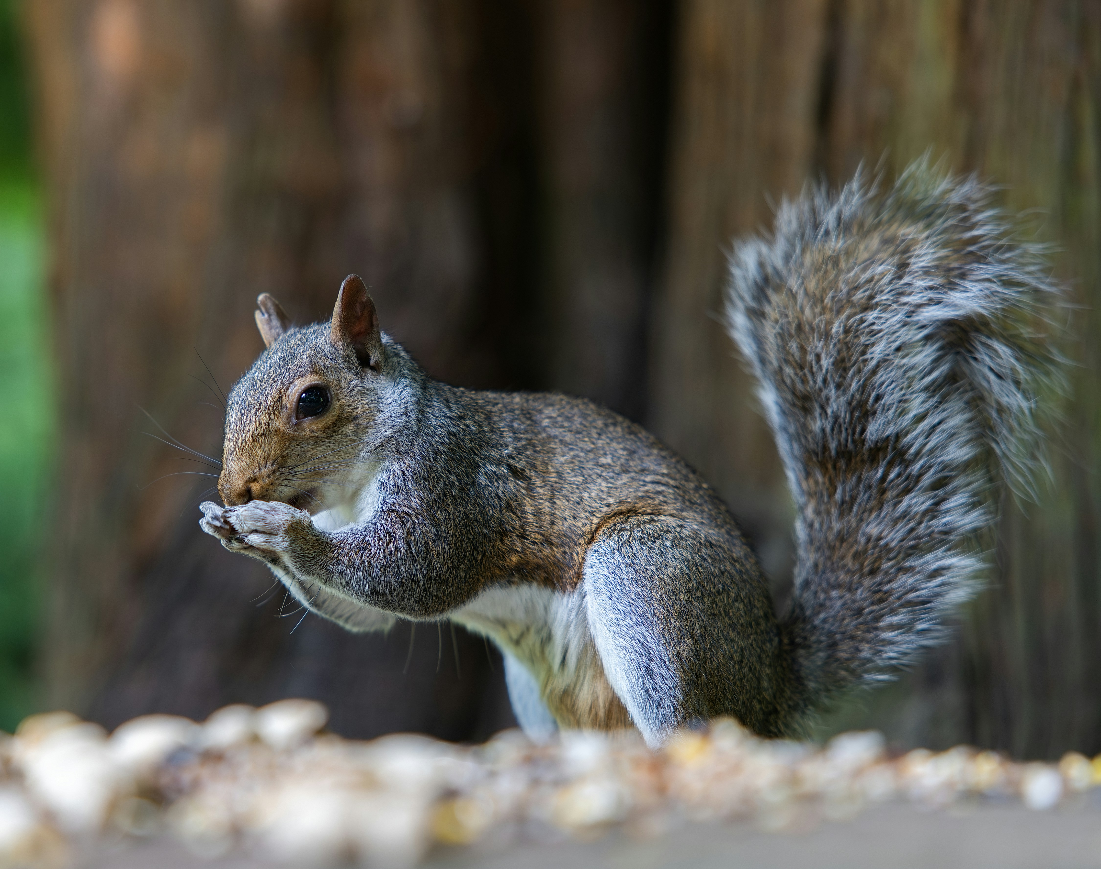 Gray Squirrel Halted in Feeding Moment by Tree Trunk