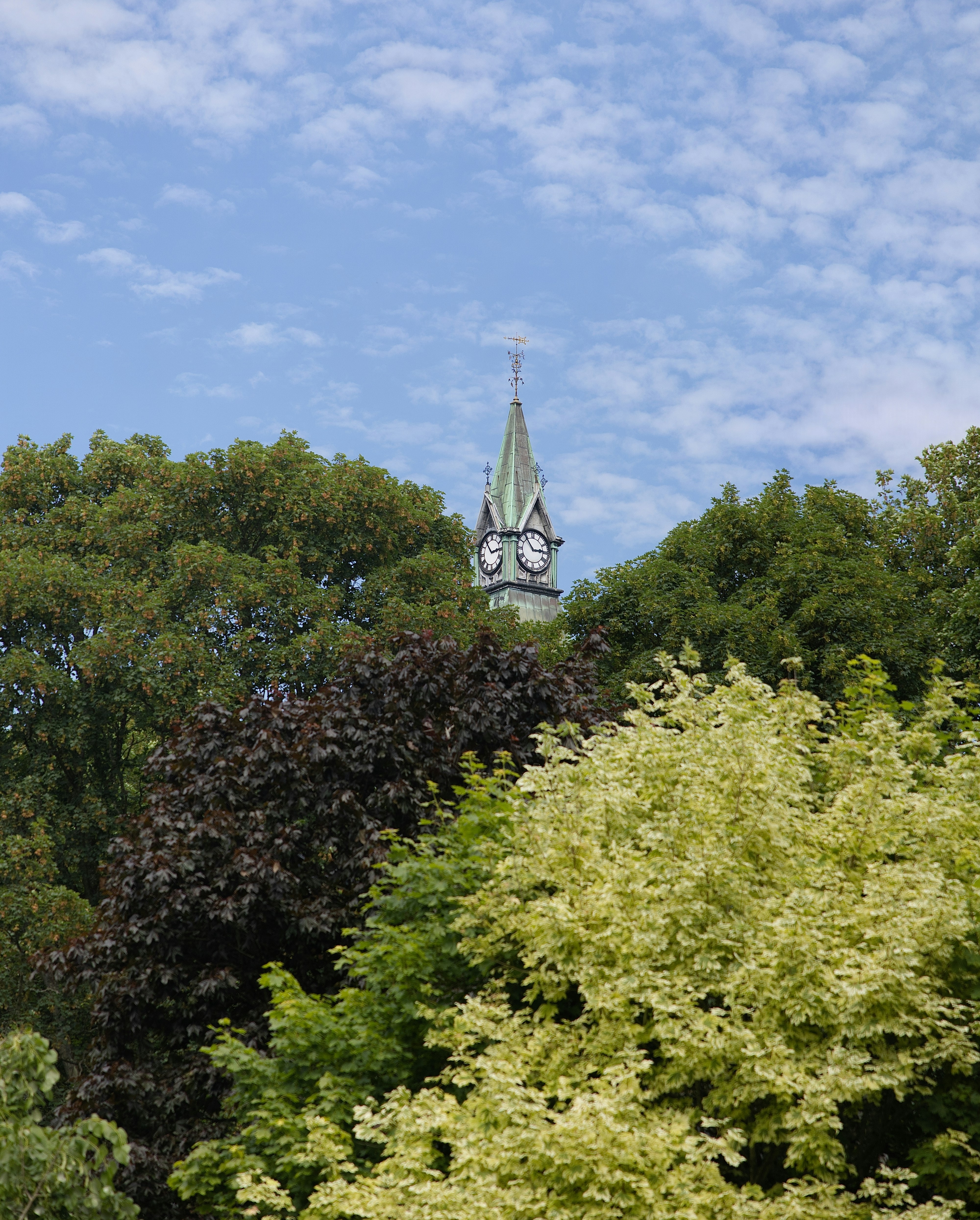 Clock Tower Peeking Above the Canopy