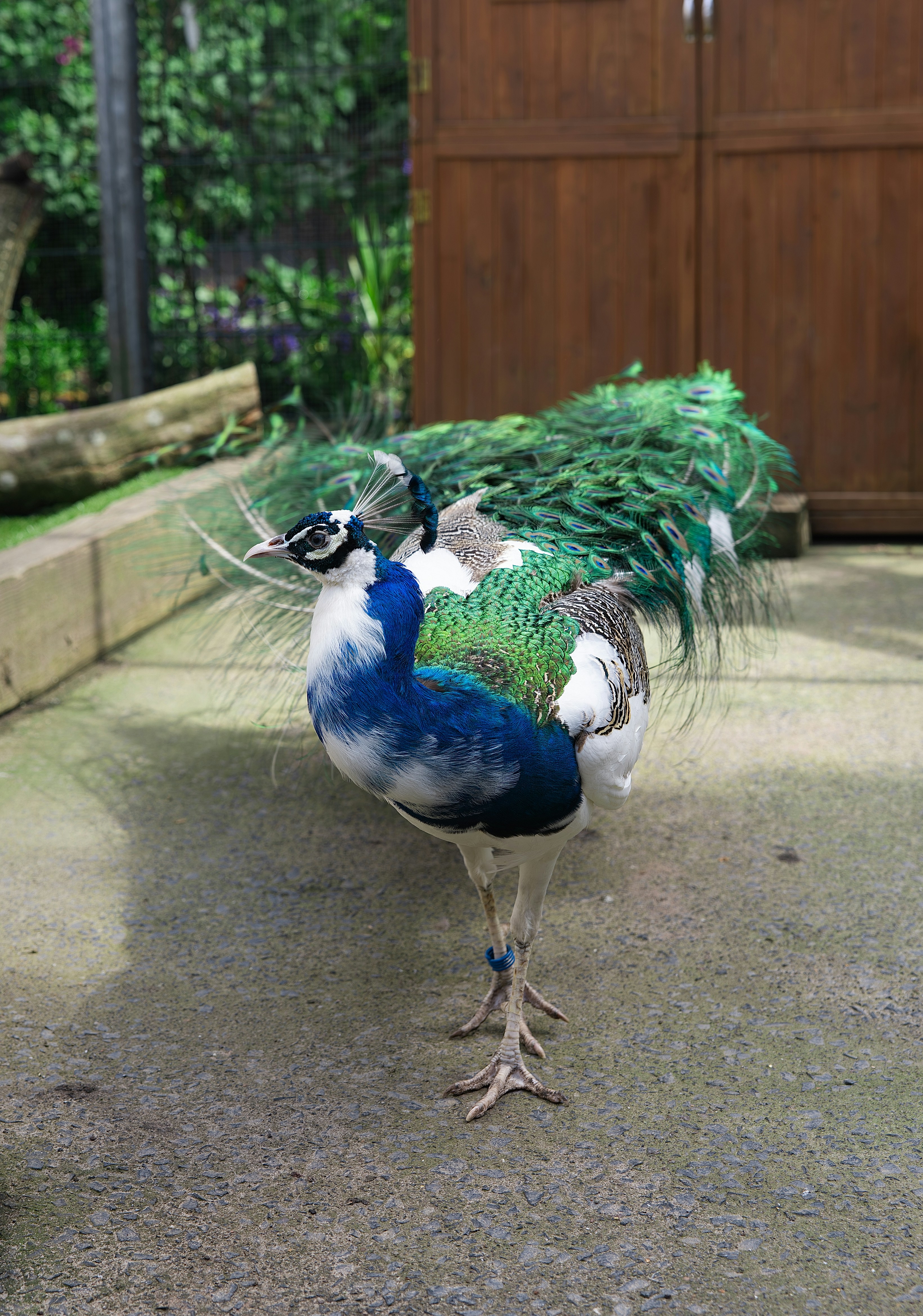 Regal Strut: A Peahen Displays Its Iridescent Wake in a Courtyard
