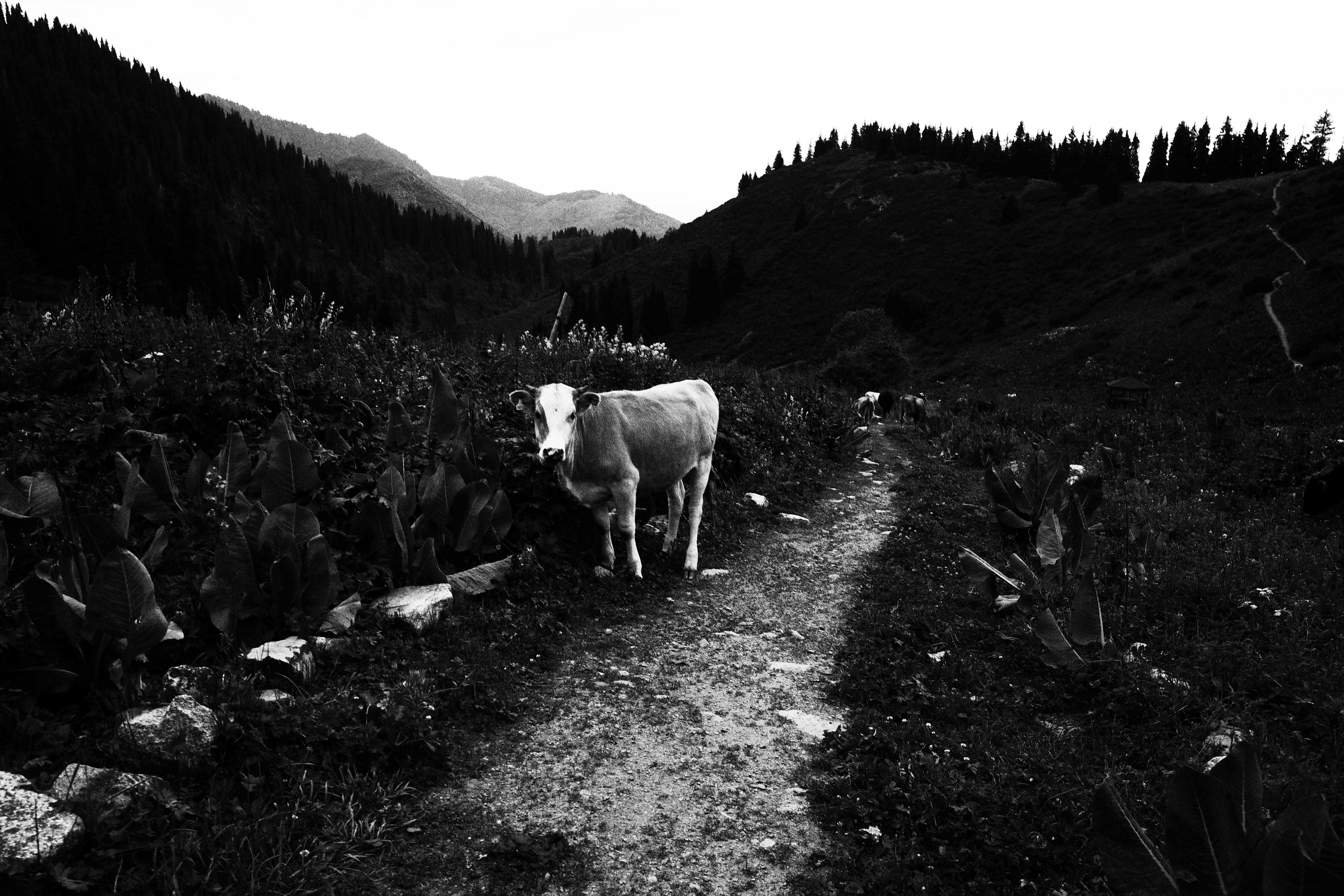 Alpine Sheep on a Narrow Mountain Path