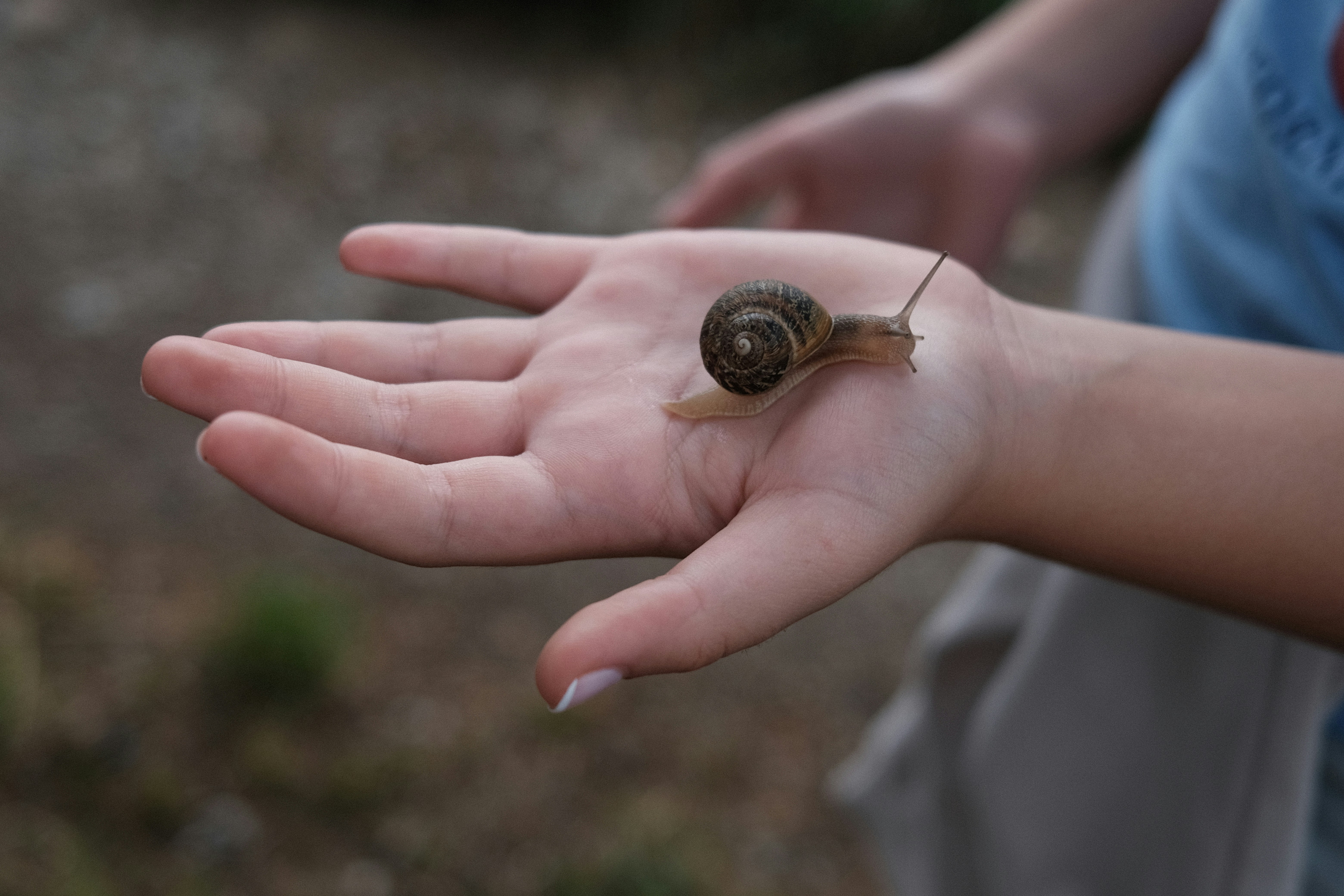 Tiny Shell on a Gentle Palm: A Moment of Curious Calm