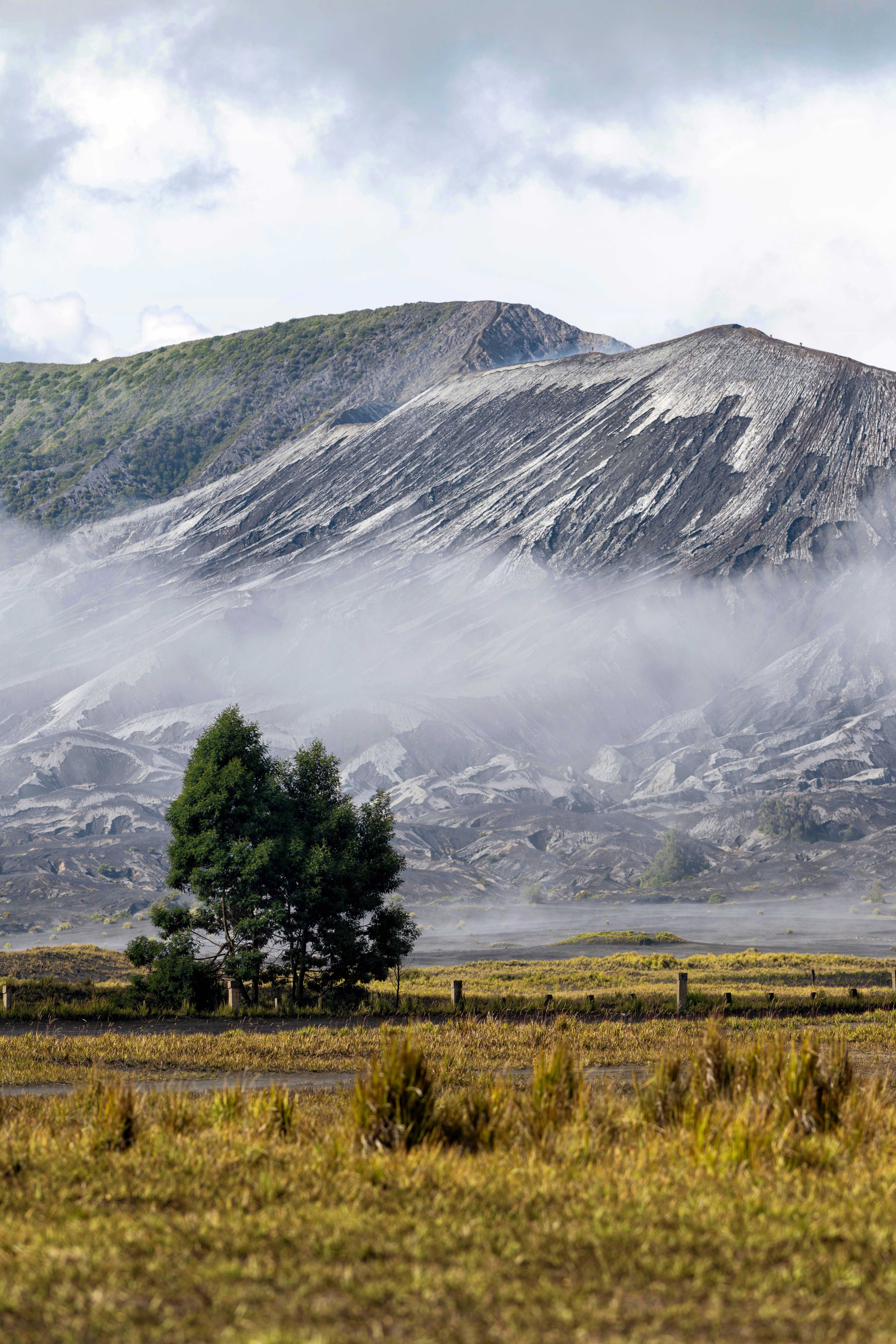  lone stand of a tree beneath steaming volcanic slopes