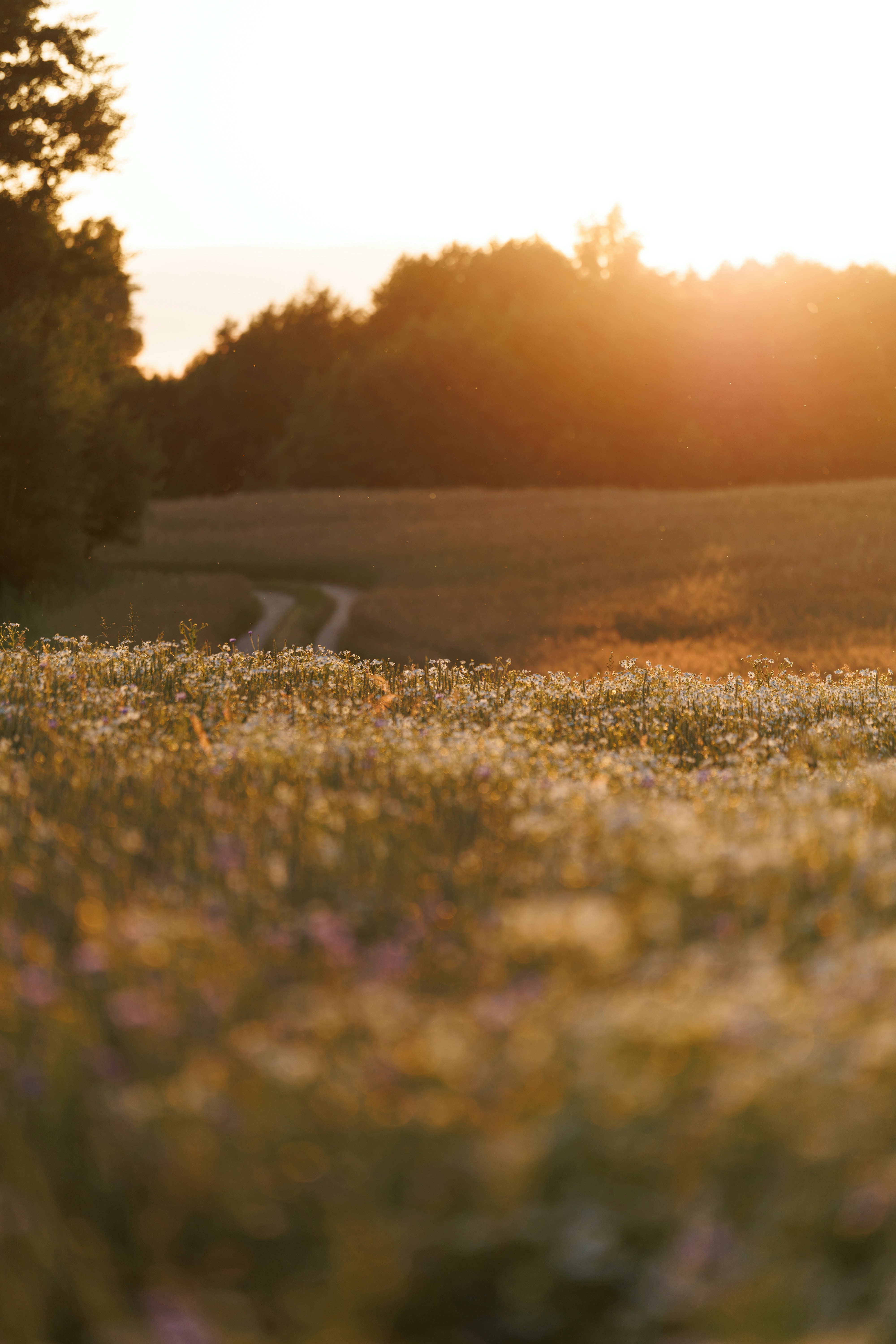 Golden Field at Dusk: Nearing the Quiet Turn of Day