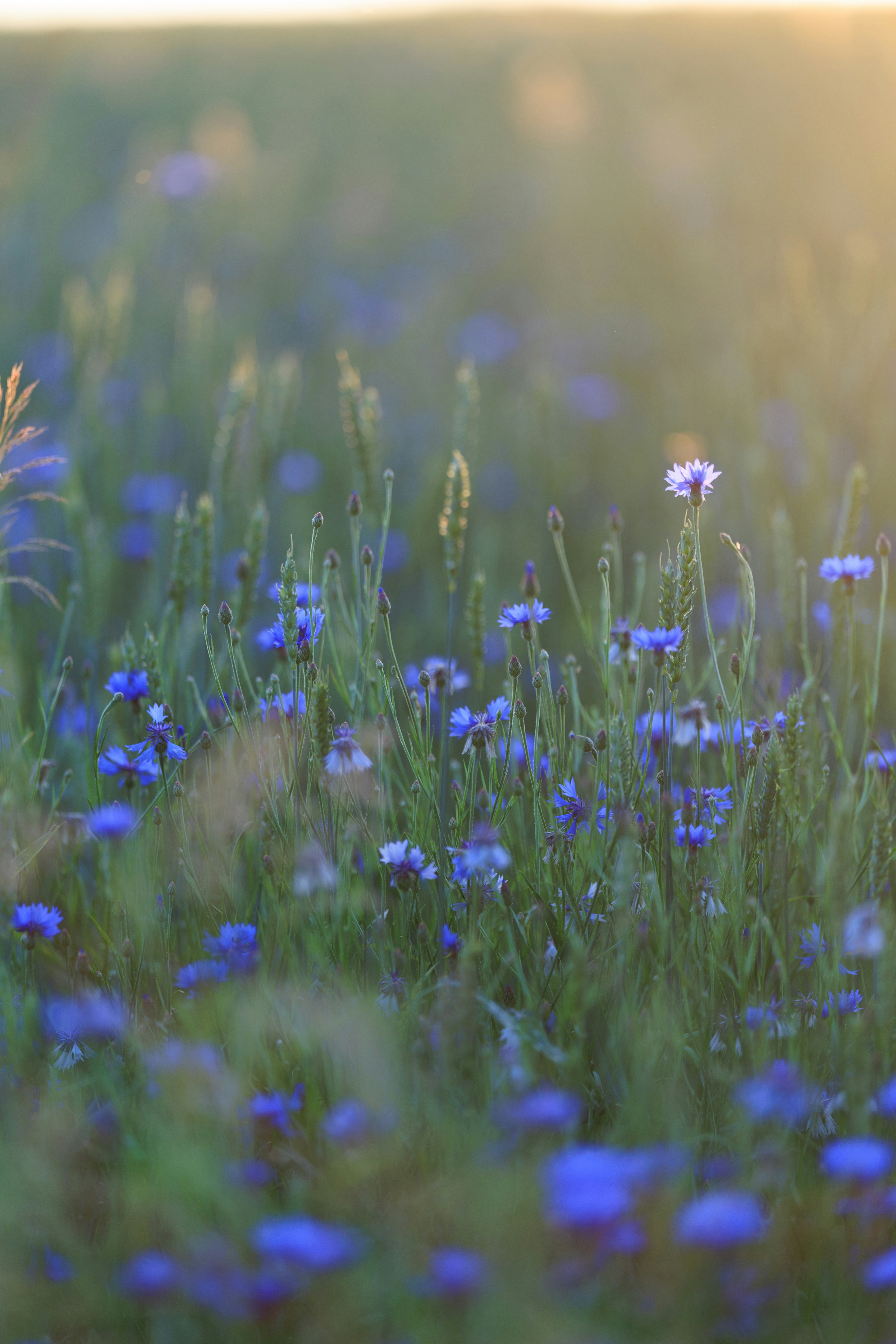 White-flowered bloom in a sunlit field of blue cornflowers at golden hour