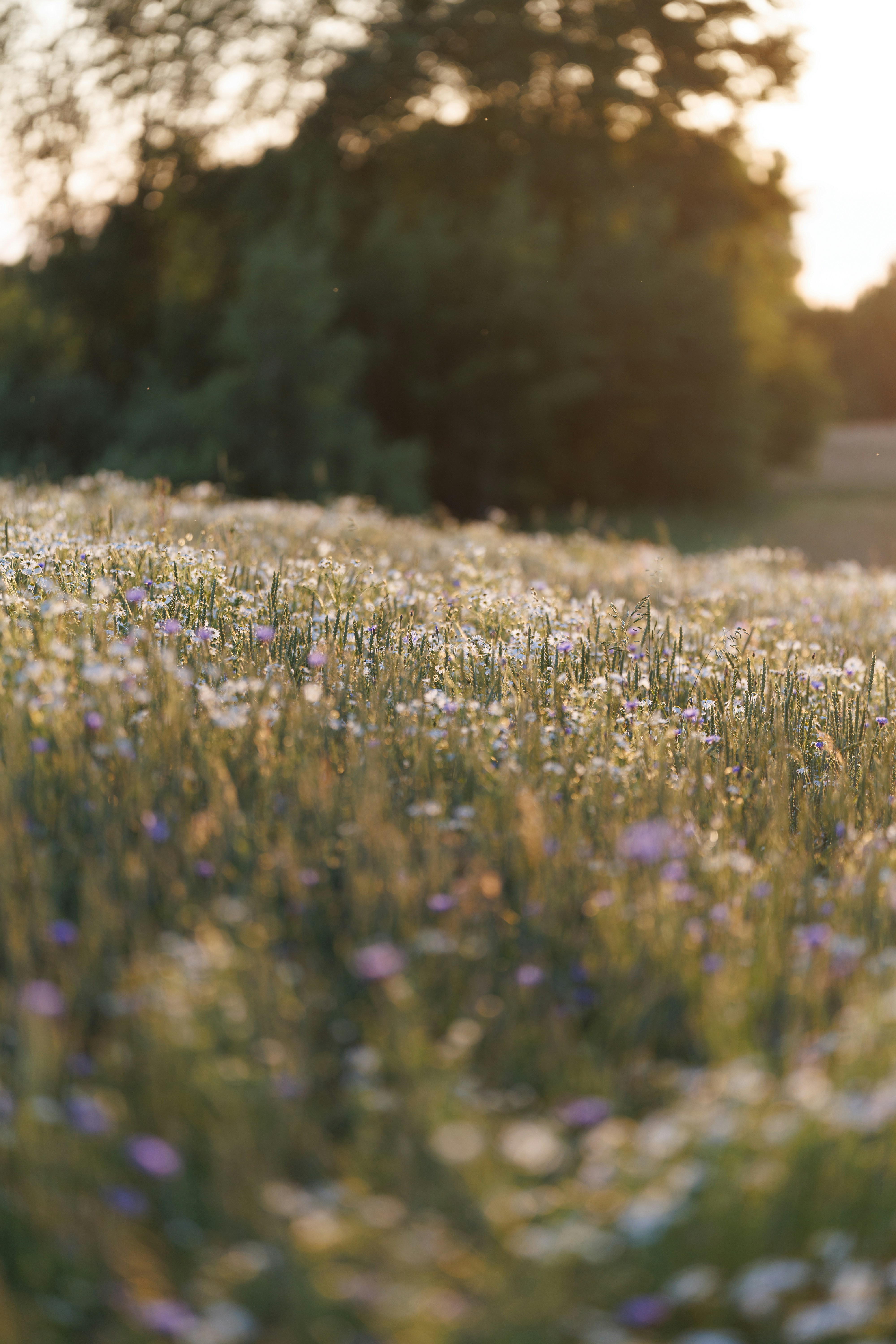 Whispers of Evening Field: Wildflowers in Soft Backlight