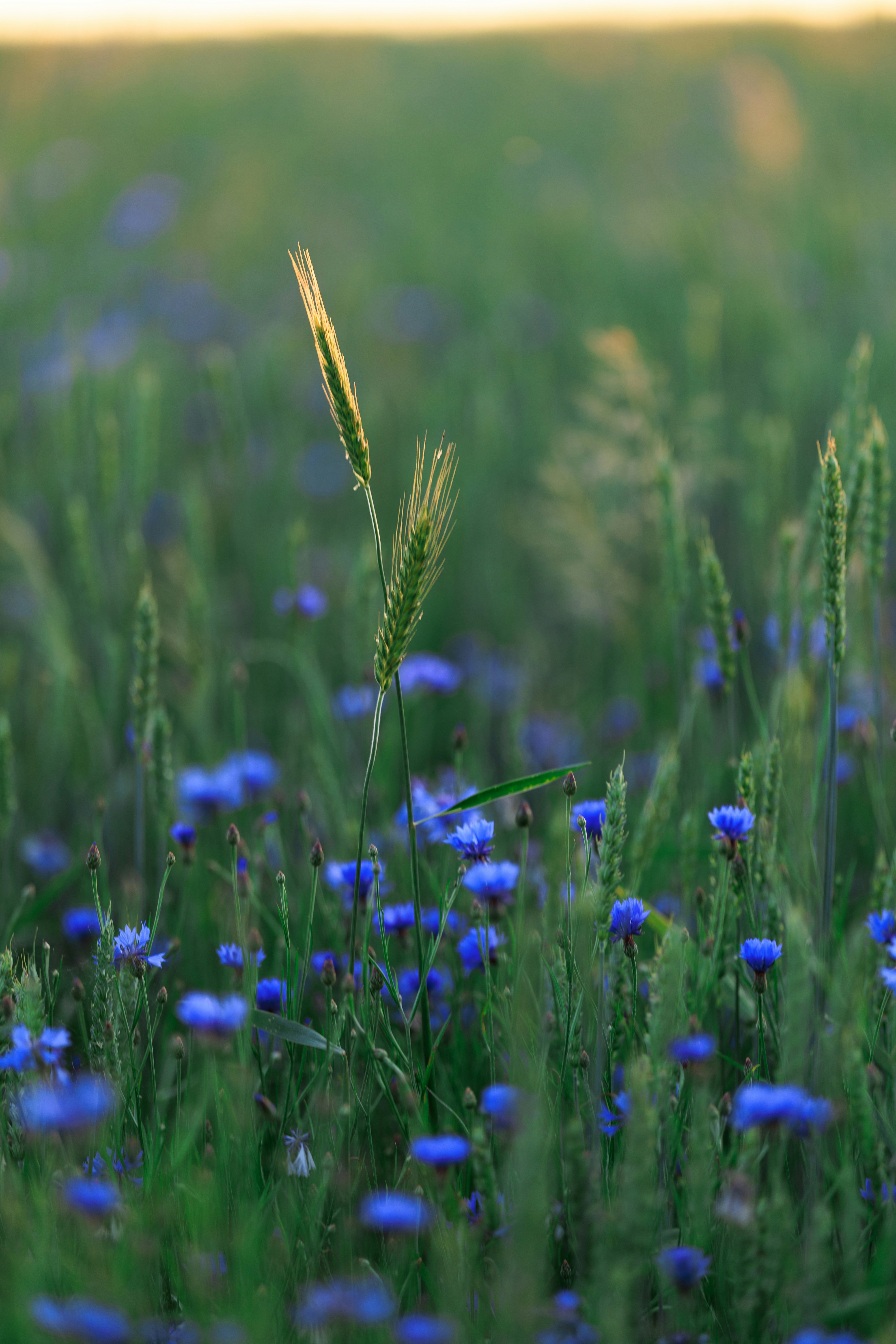Golden Ear in a Sea of Blue
