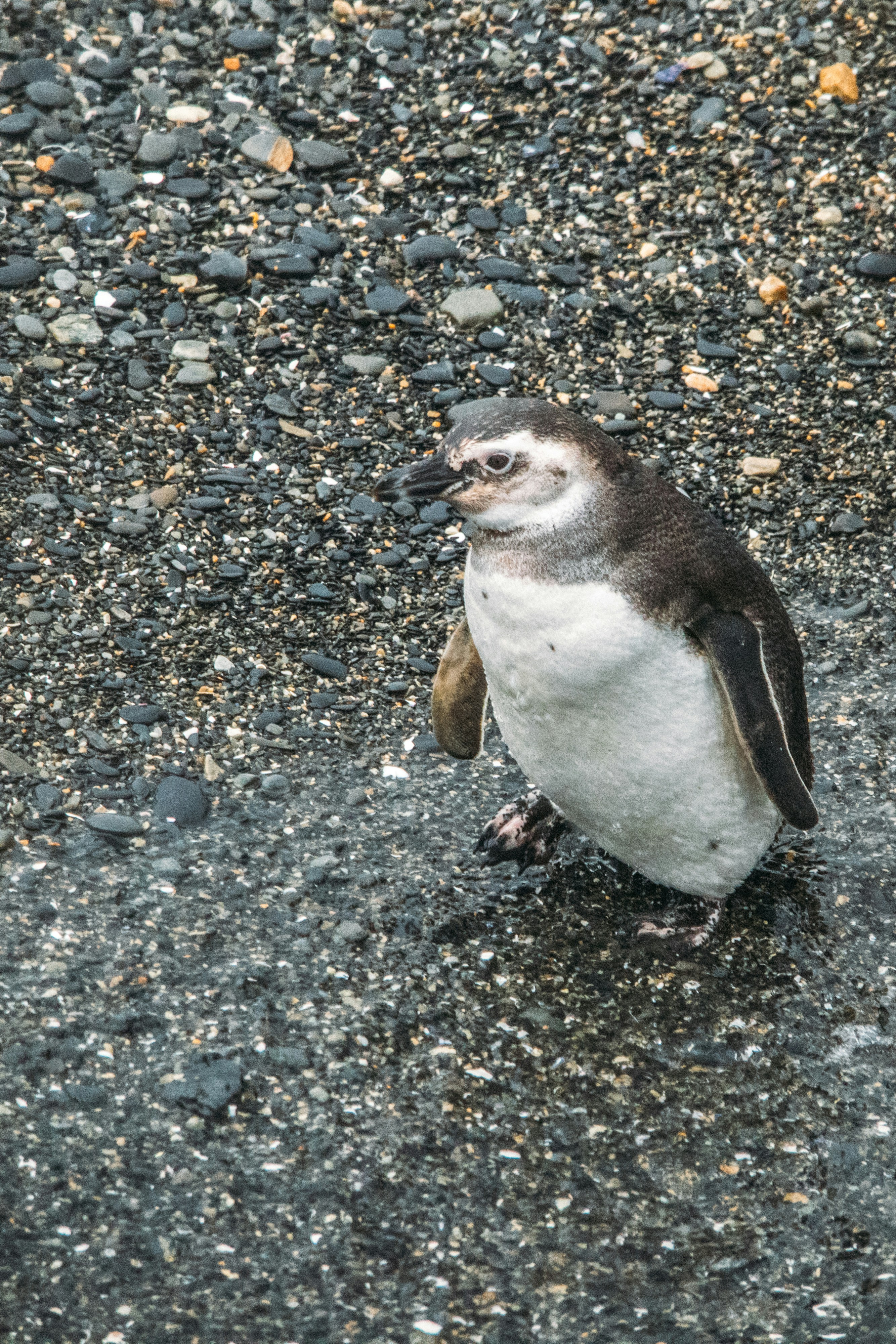 Baby penguin on pebbled shore after rain