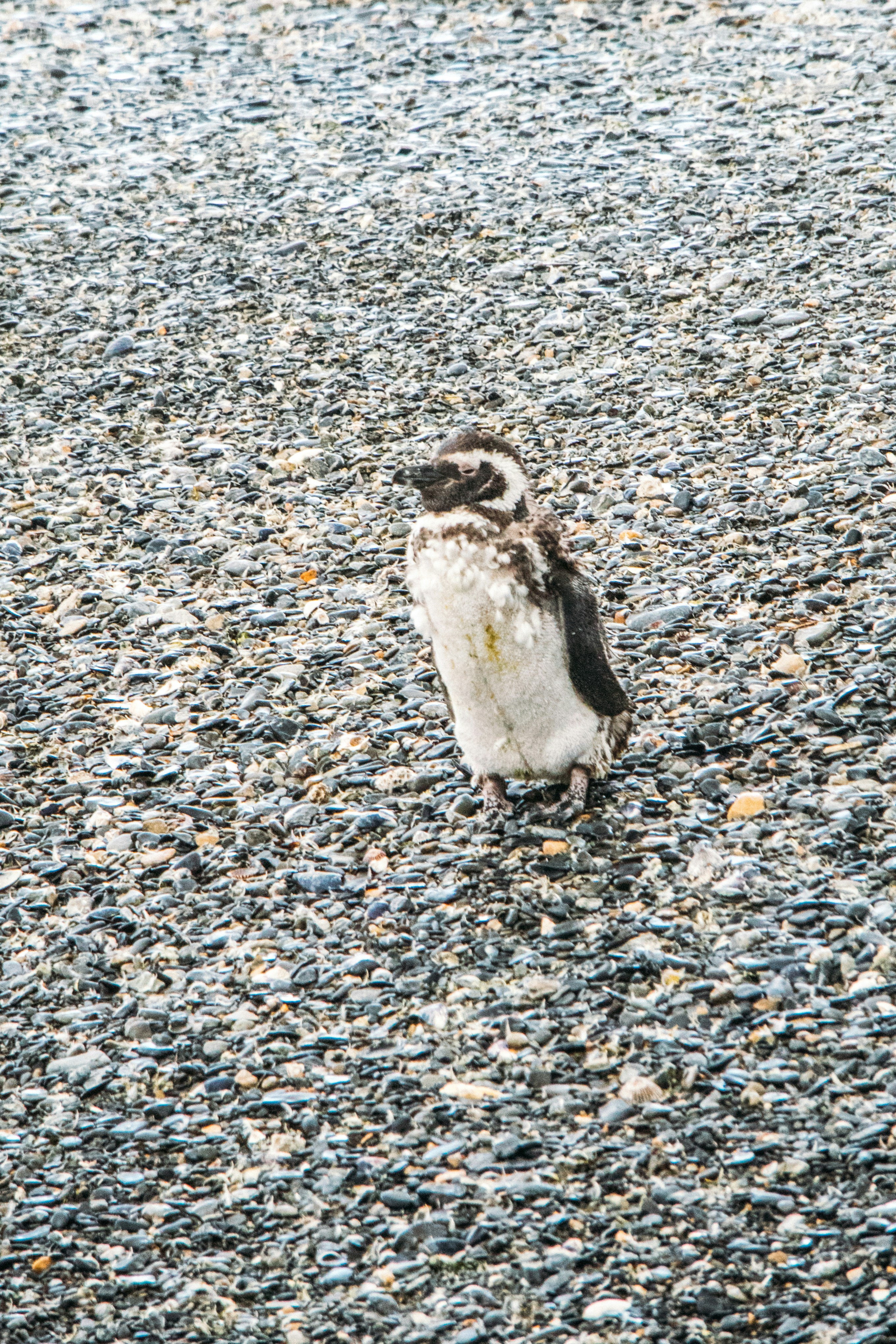 Little Penguin on Pea-Gravel Beach under Soft Light