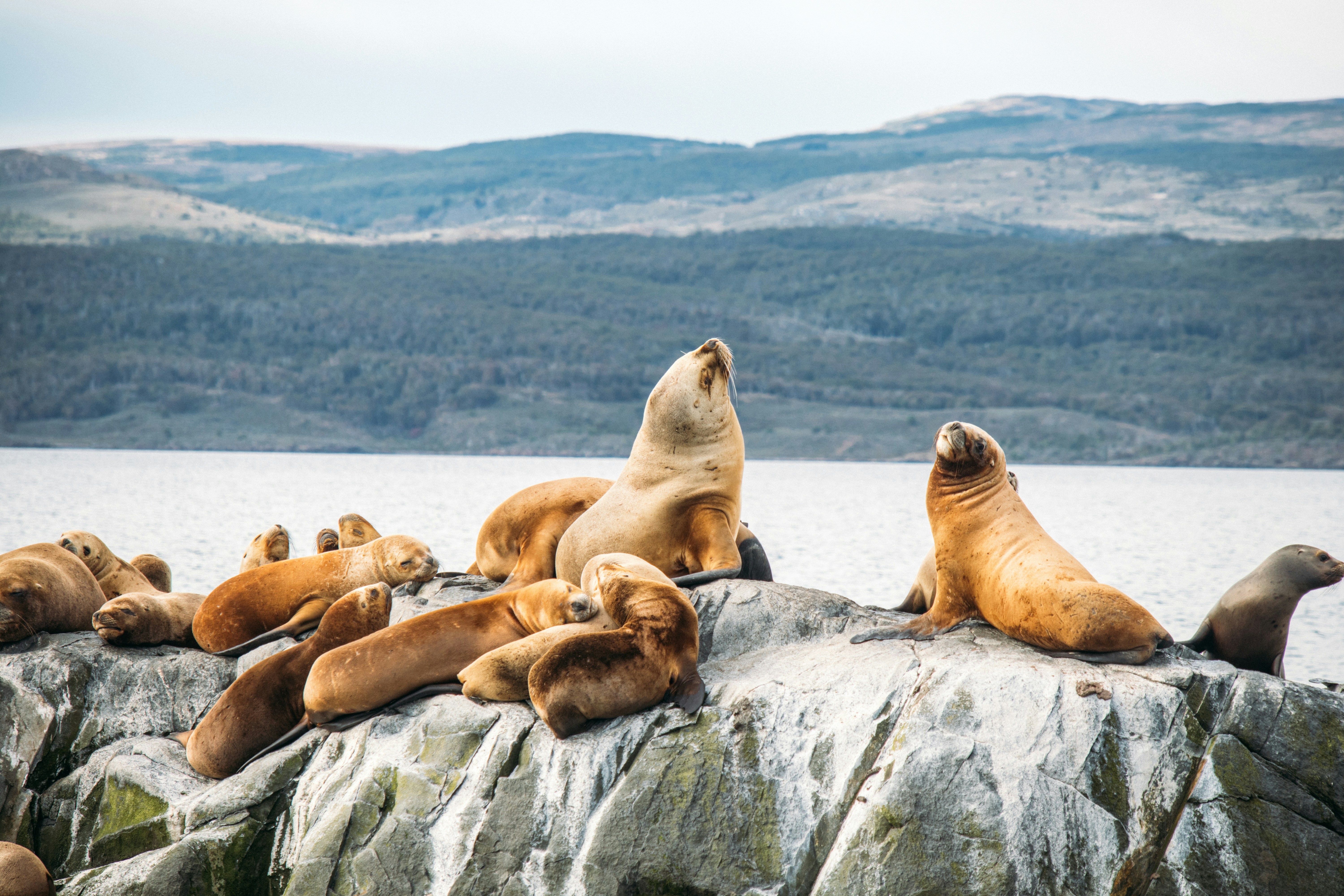 Sea Lions on a Granite Sill Under Clouded Sky