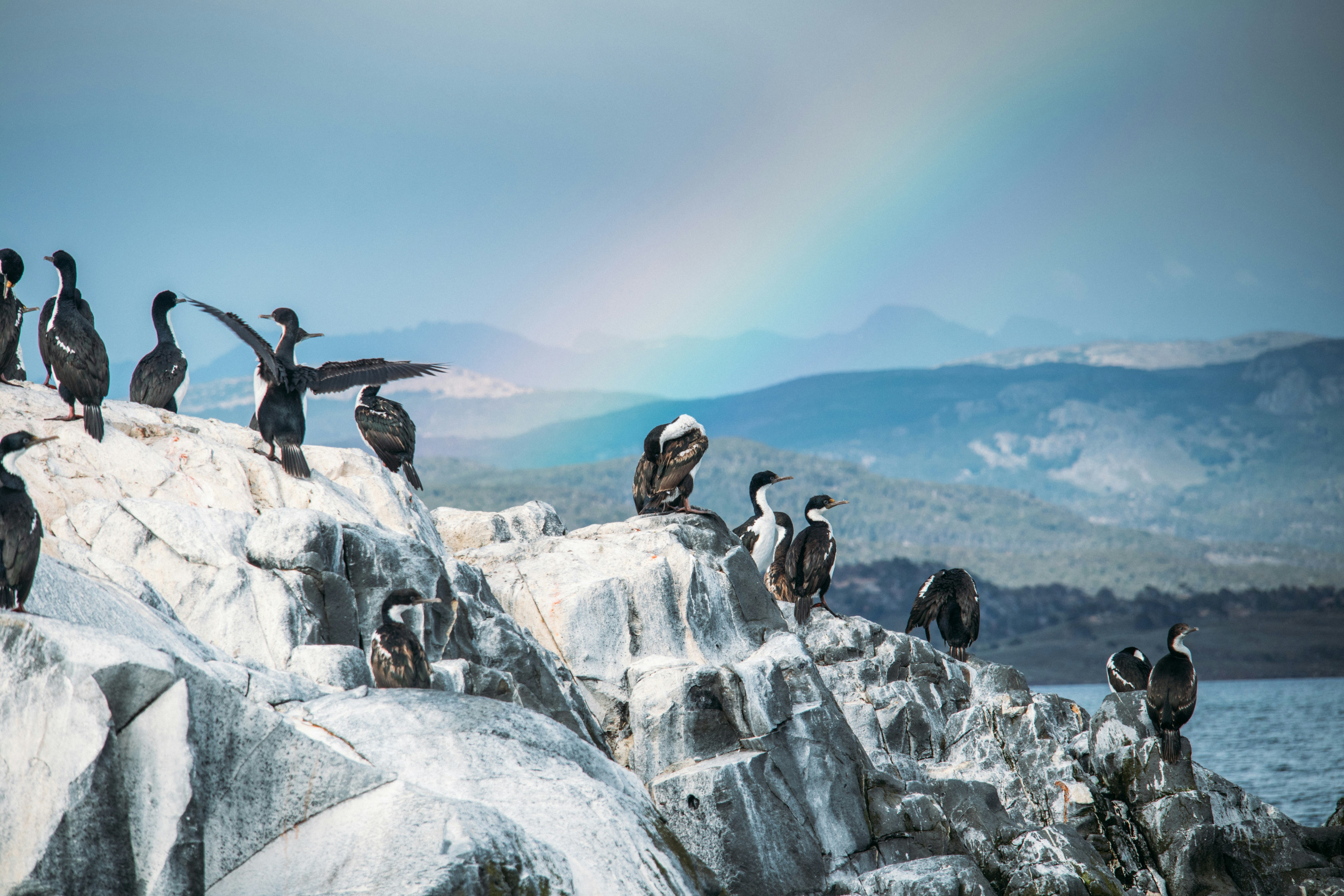 Raven Colony on Granite Tufts under a Faint Rainbow