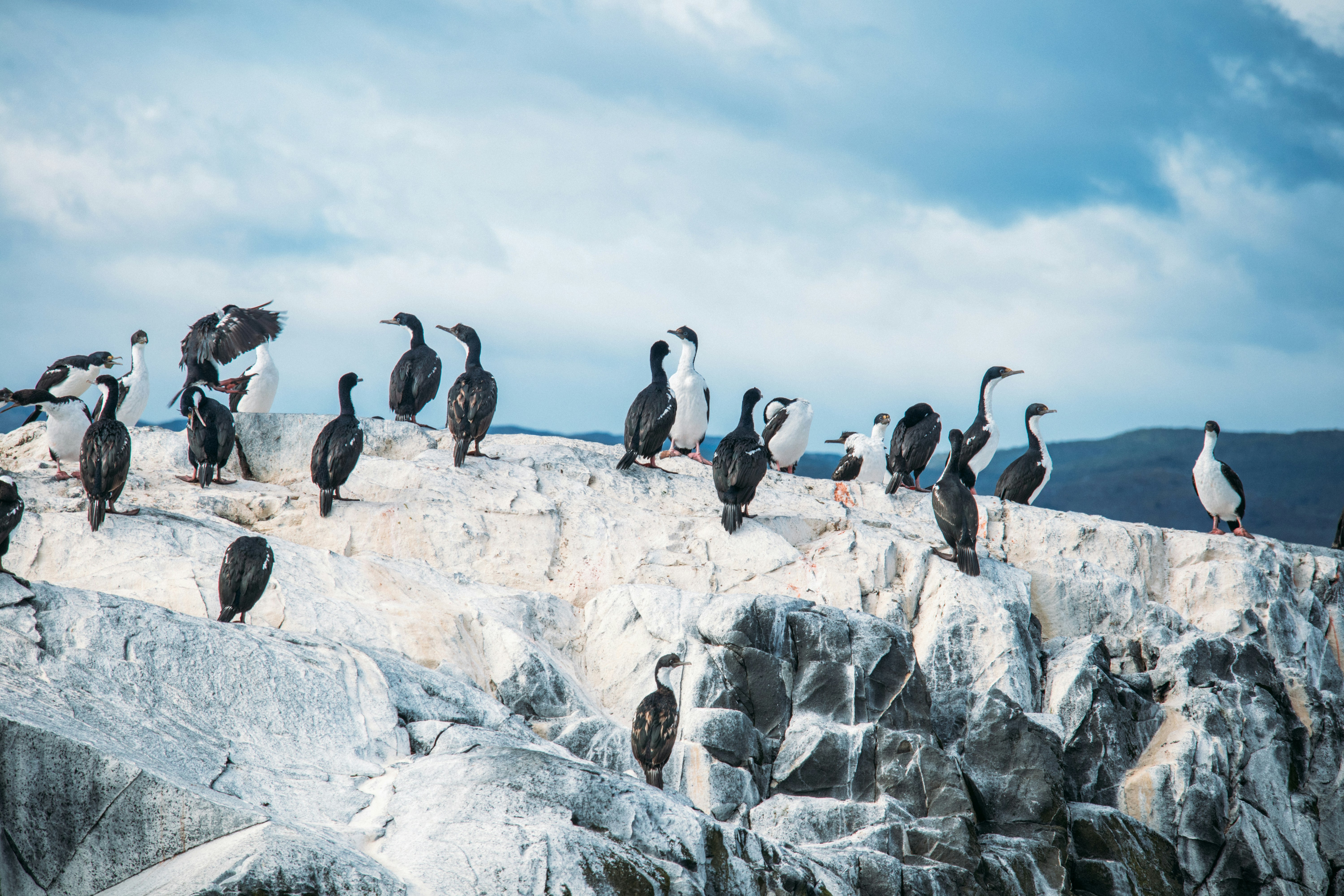 Sea-Rook Assembly on Sunlit Granite