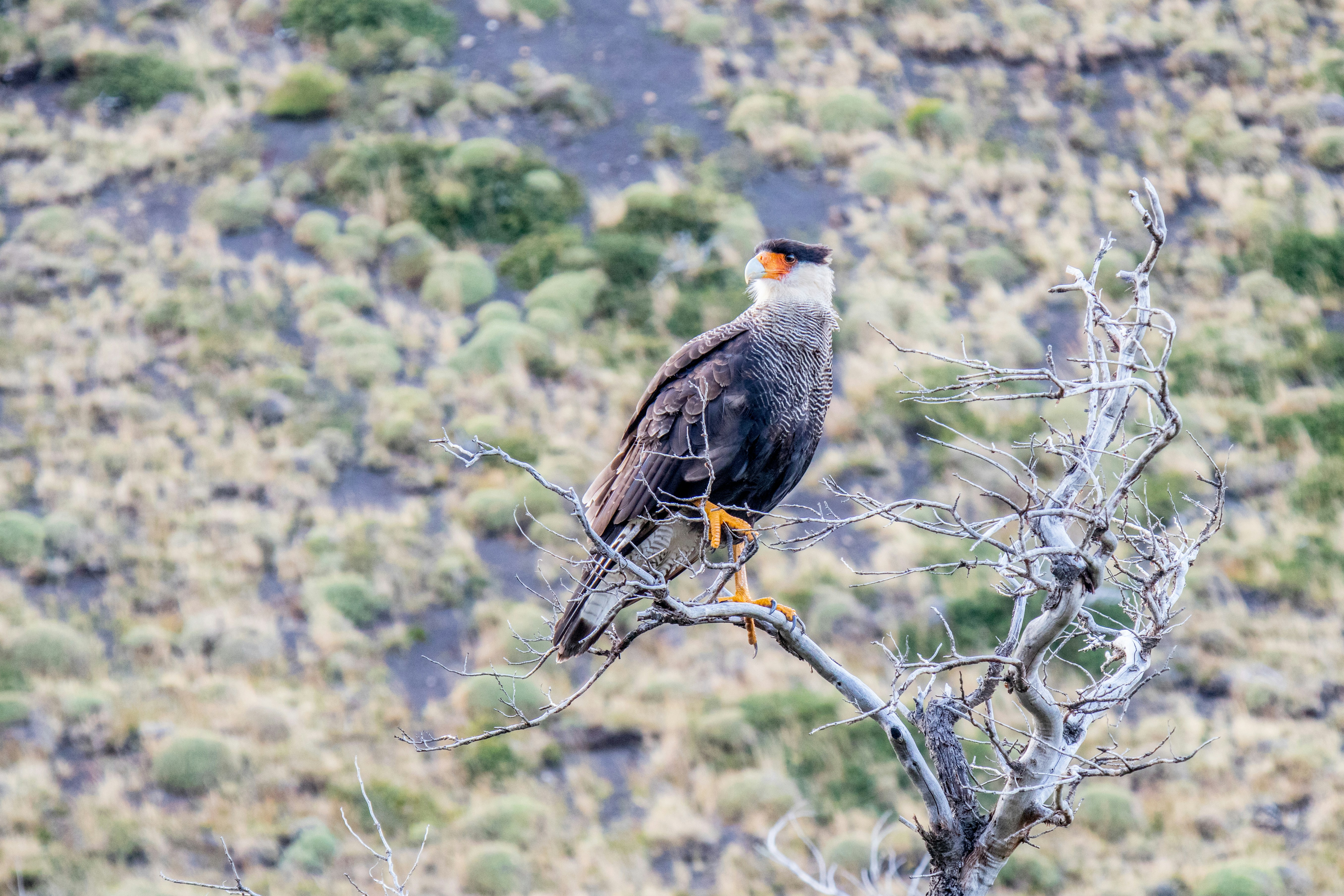 Territorial Red-Footed Perch: Peregrine-Like Bird on a Bare Branch