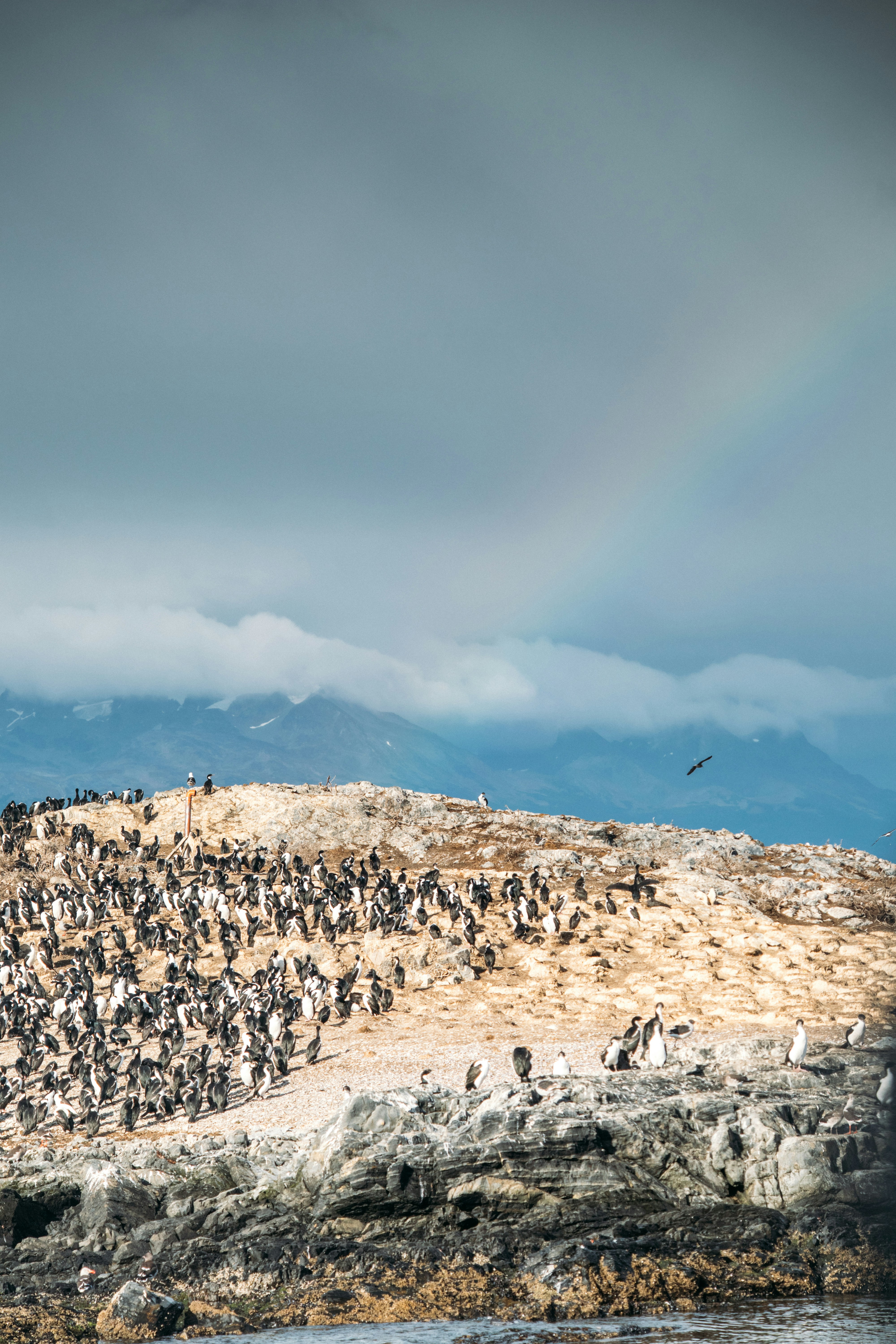 Colony on the Cliff: Seabirds at Distant Summit Under a Rainbow