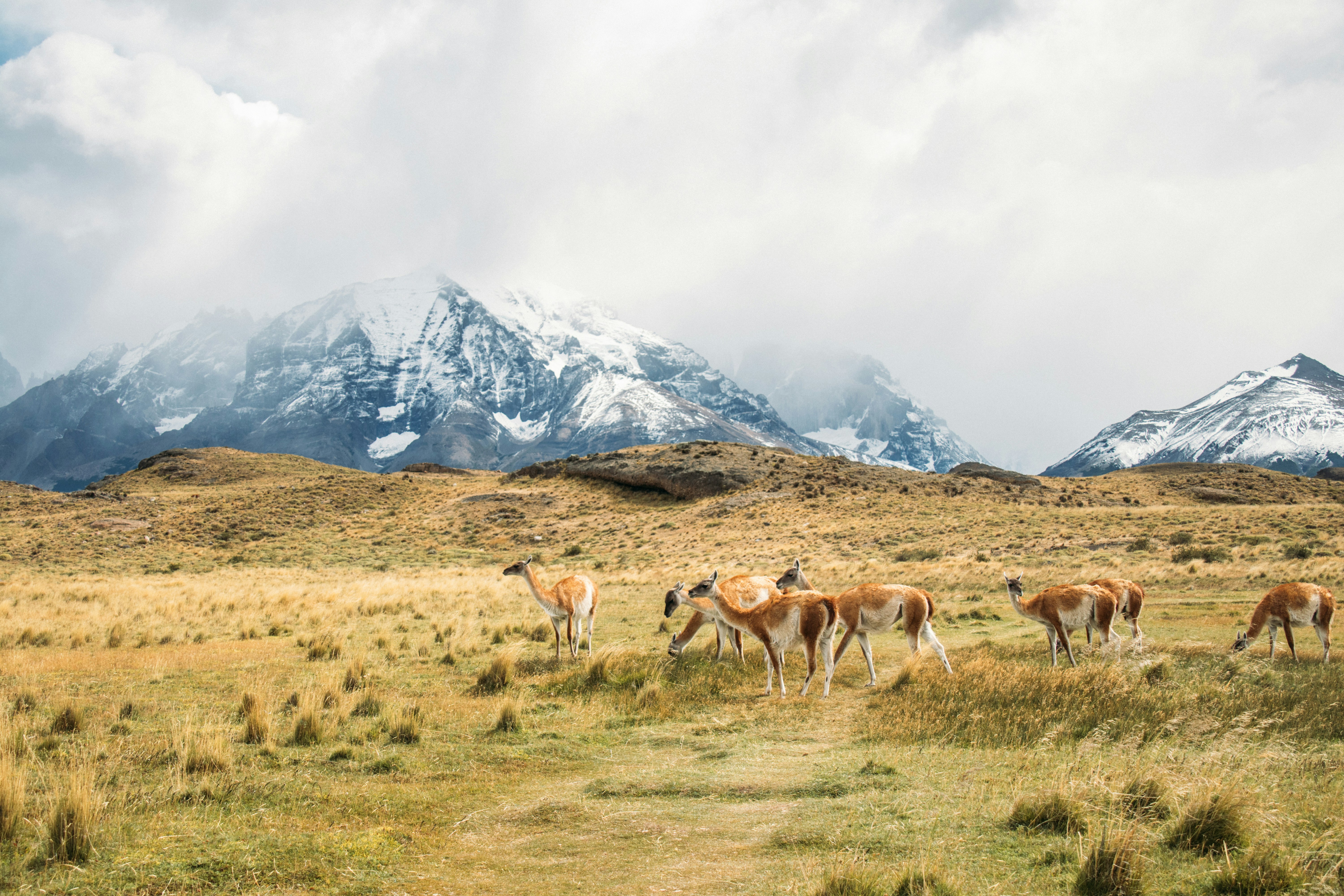 Herd of Pronghorn in a Mountain Grassland Corridor