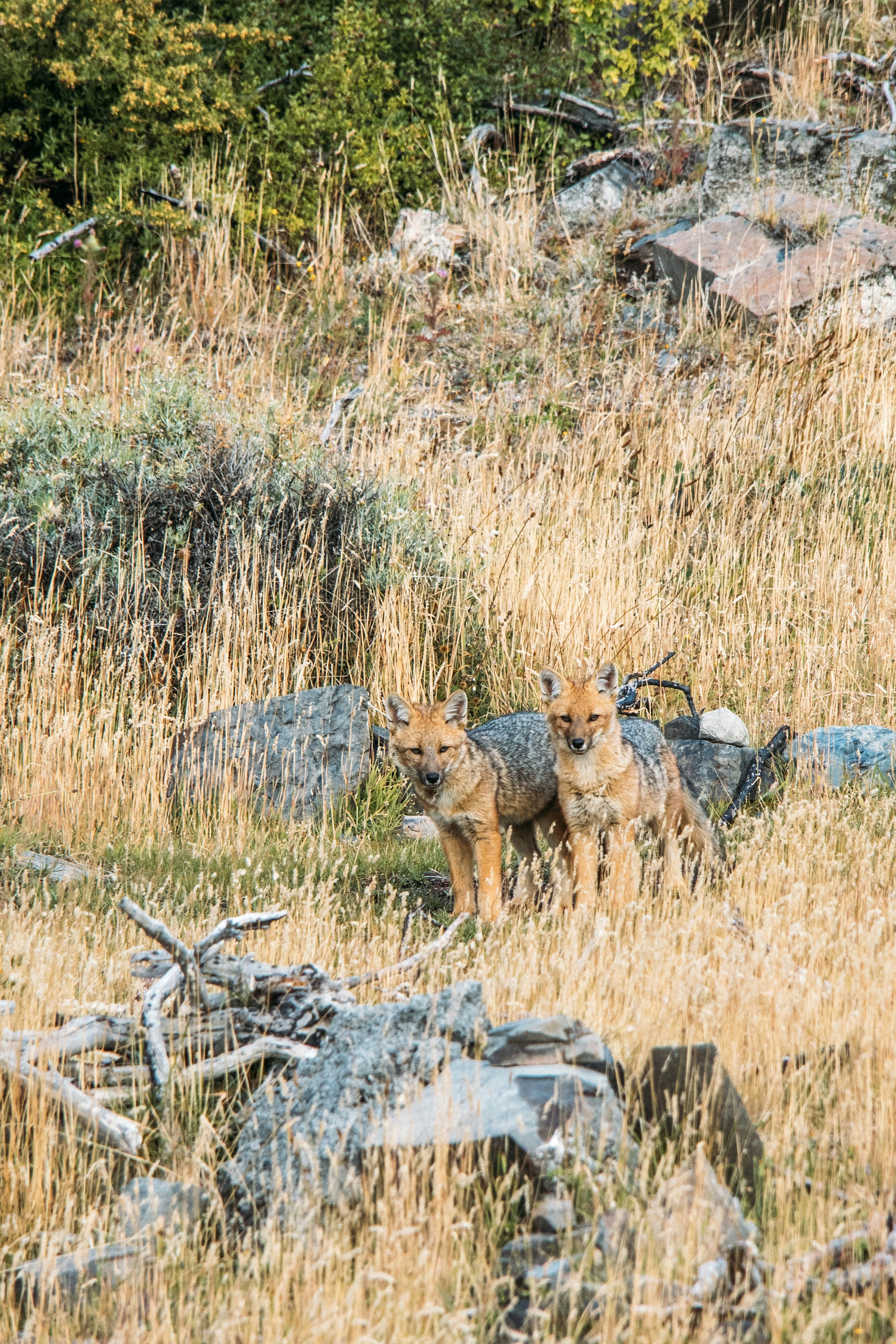 Two Coyotes Amid Tall Dry Grass and Rocks