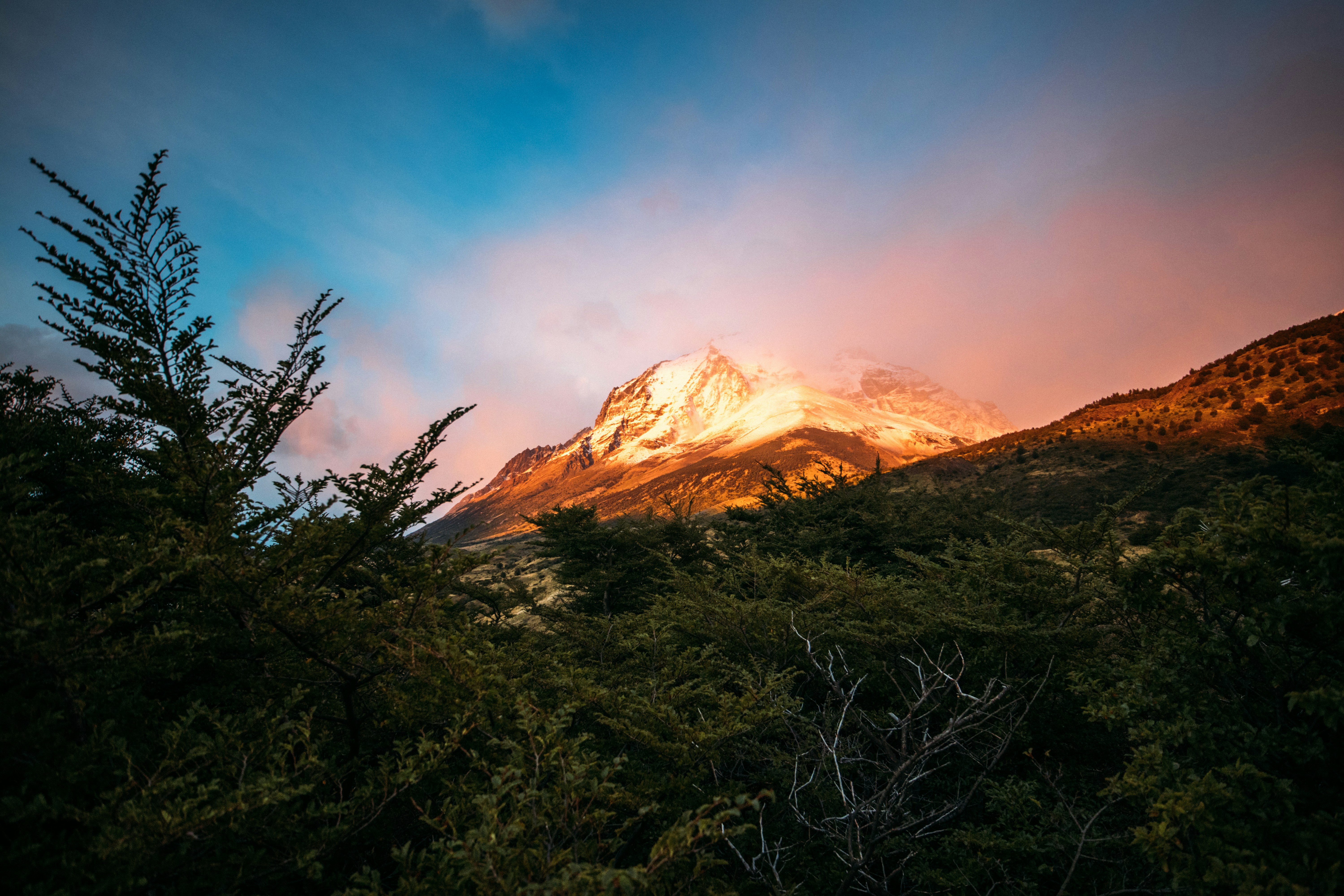 Sunlit Peak Emerges Across a Silent Pine Ridge