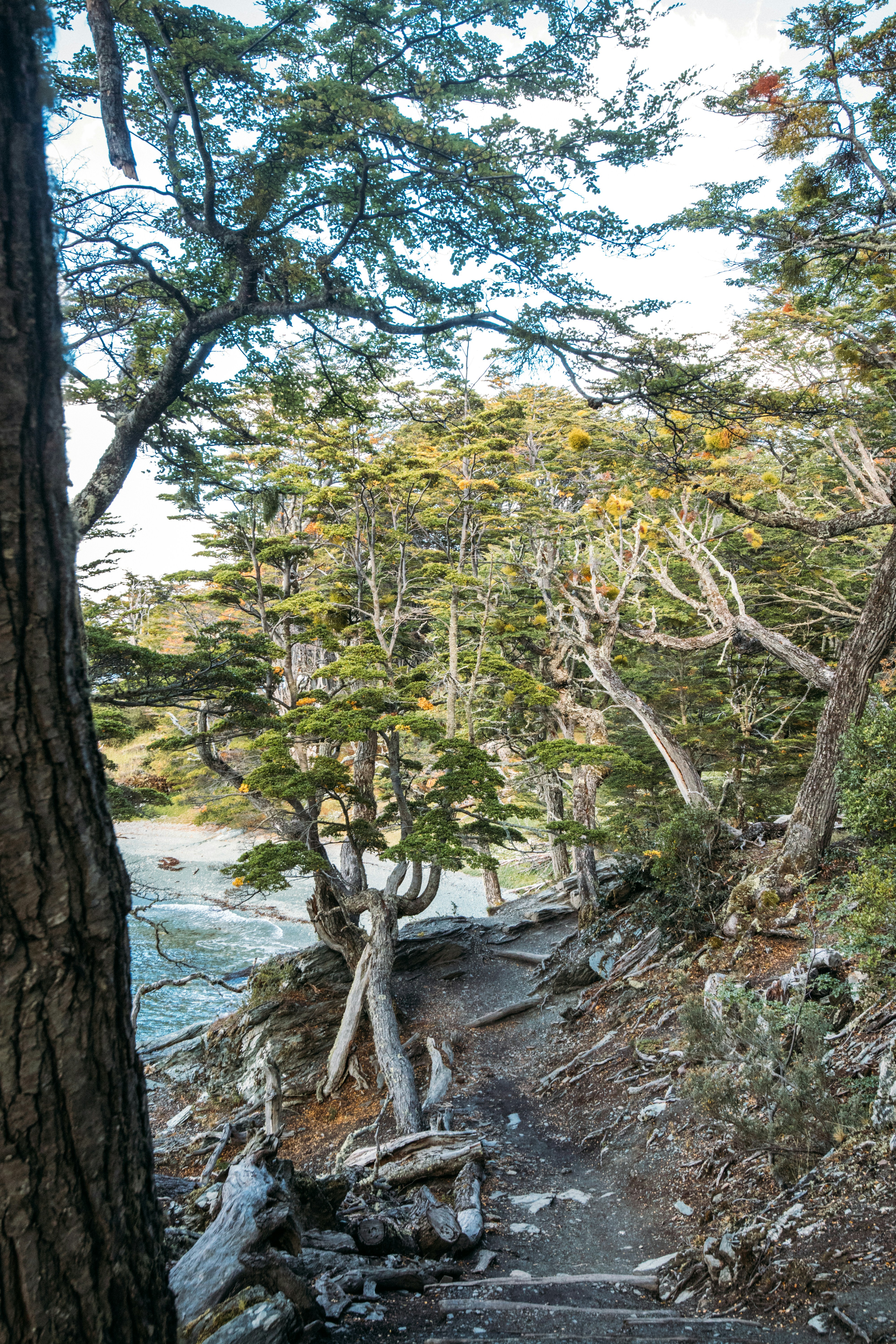 Sunlit Pines Along a Rugged Lakeside Clifftop Path