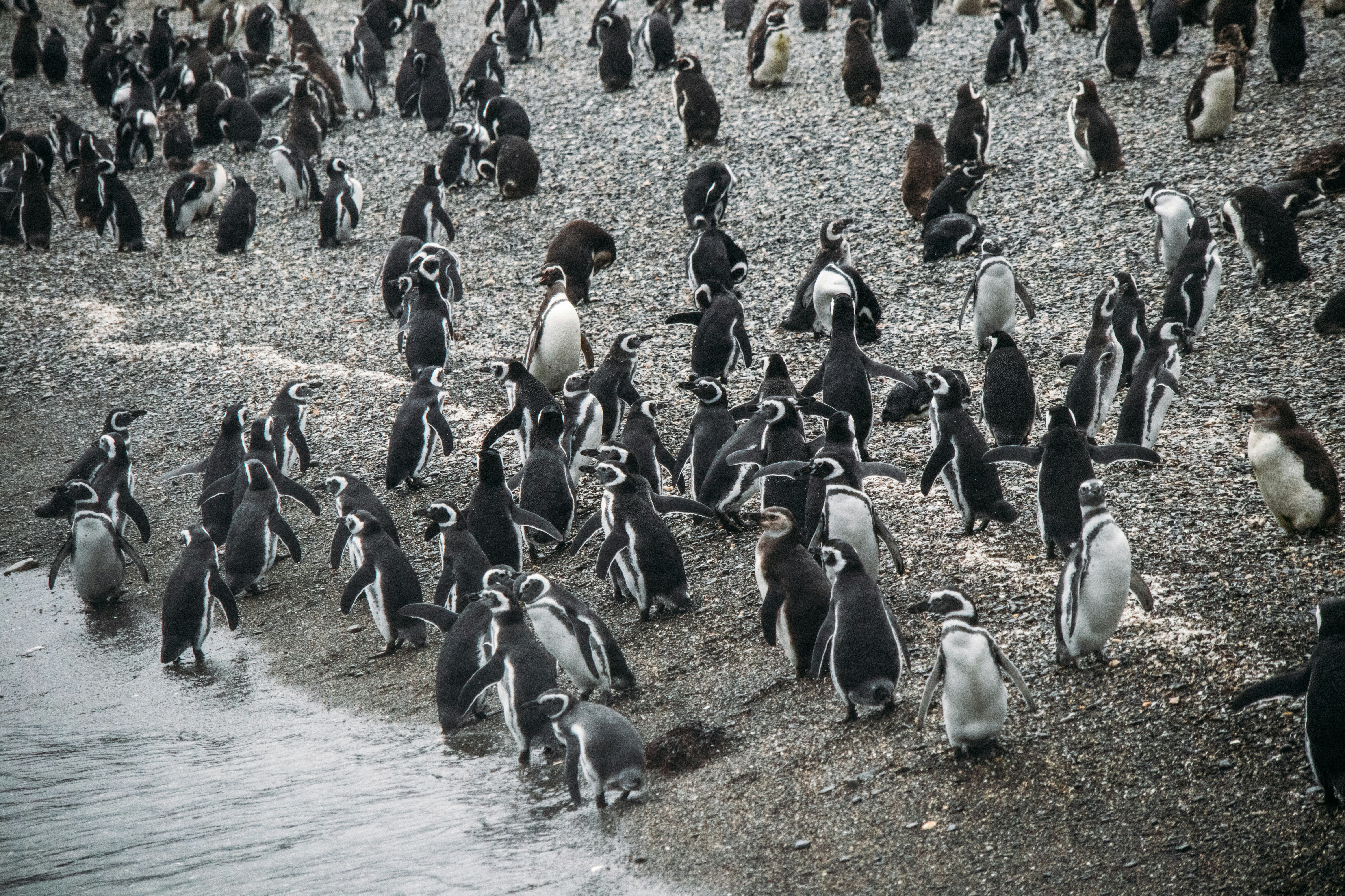 Colony of Penguins Along a Pebble Shore