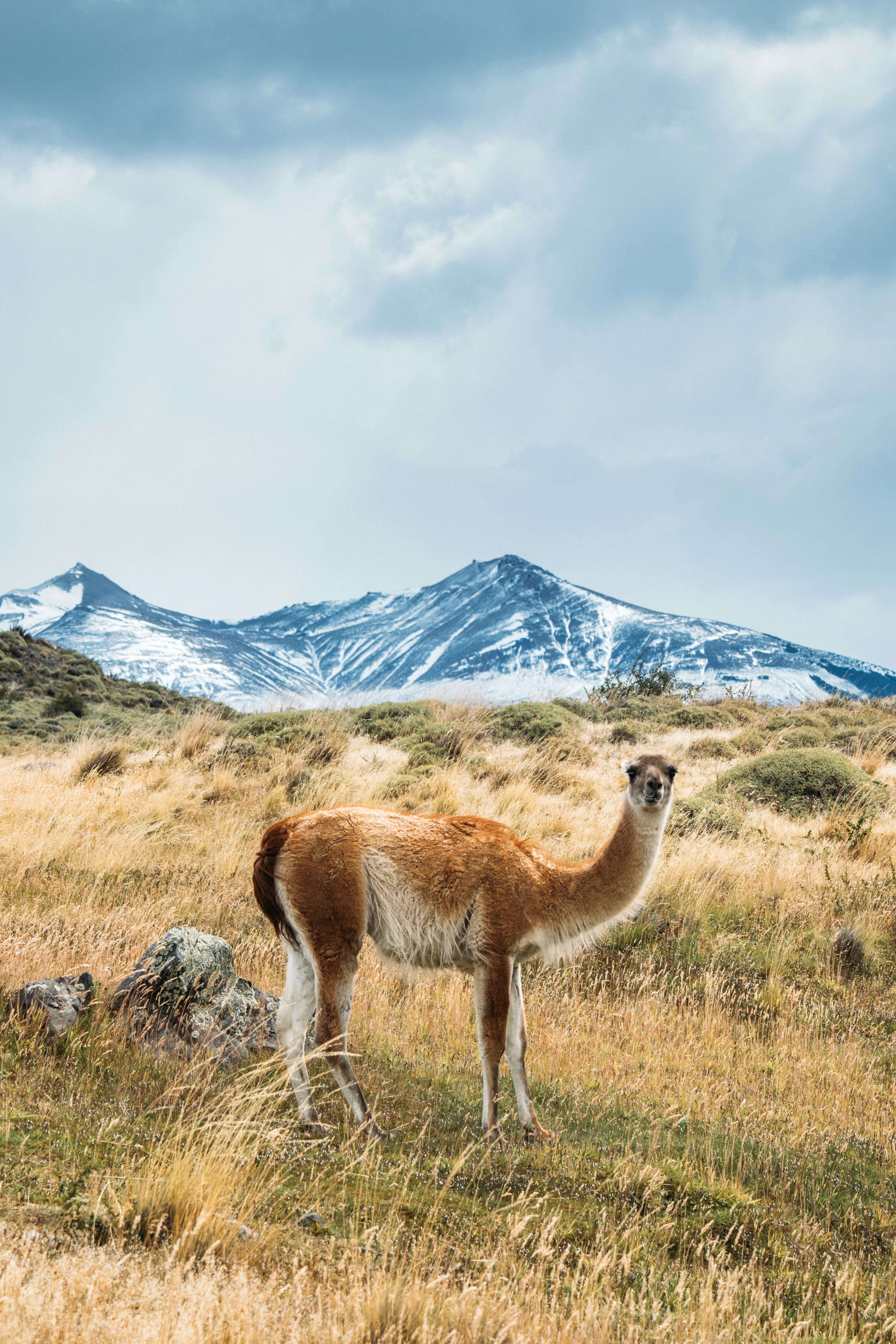 Alpine Bend: Llama Amid Snow-kissed Peaks