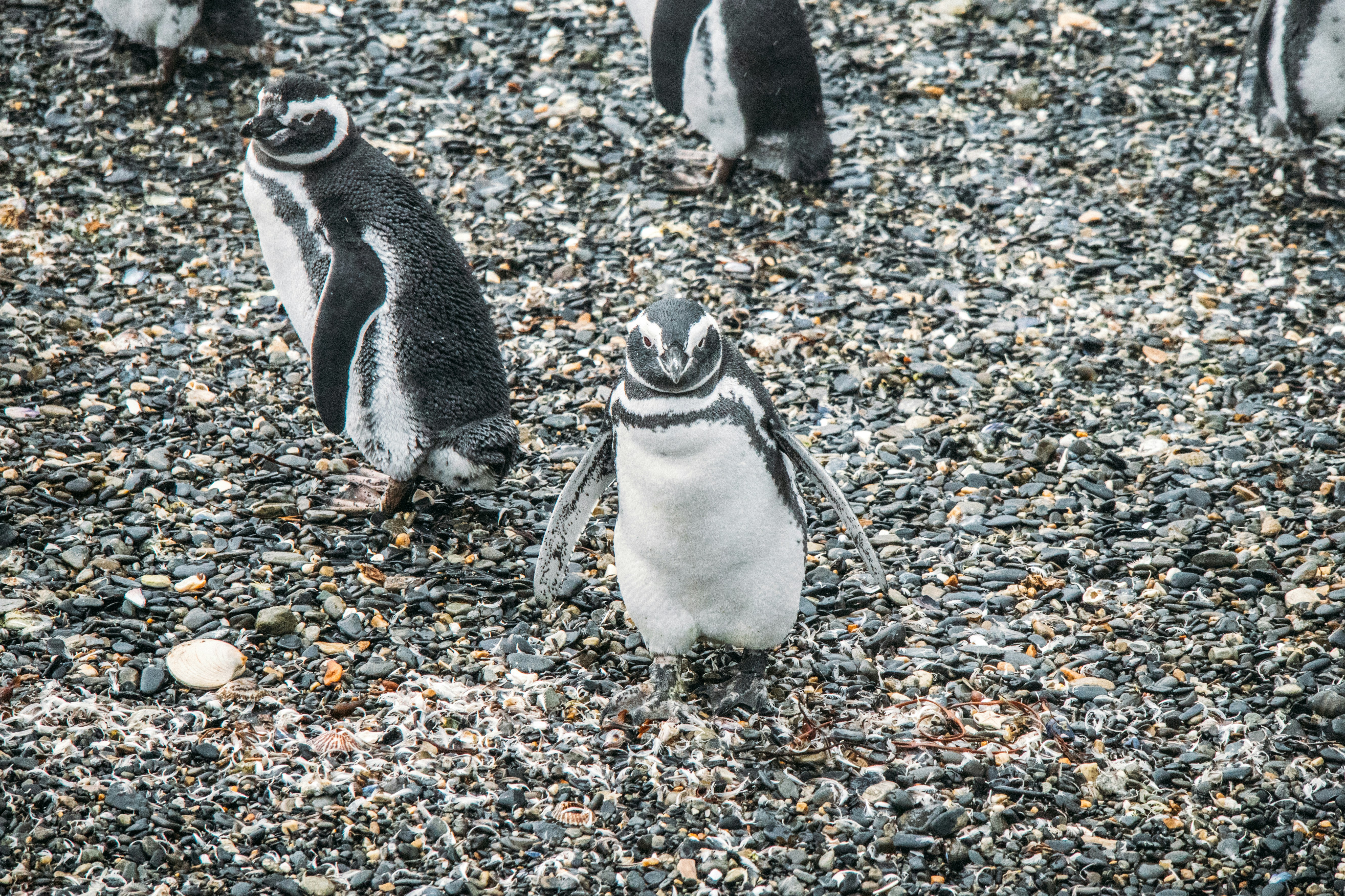 Puffins on Pebbles: A Gentle Parade of Feet and Feathers