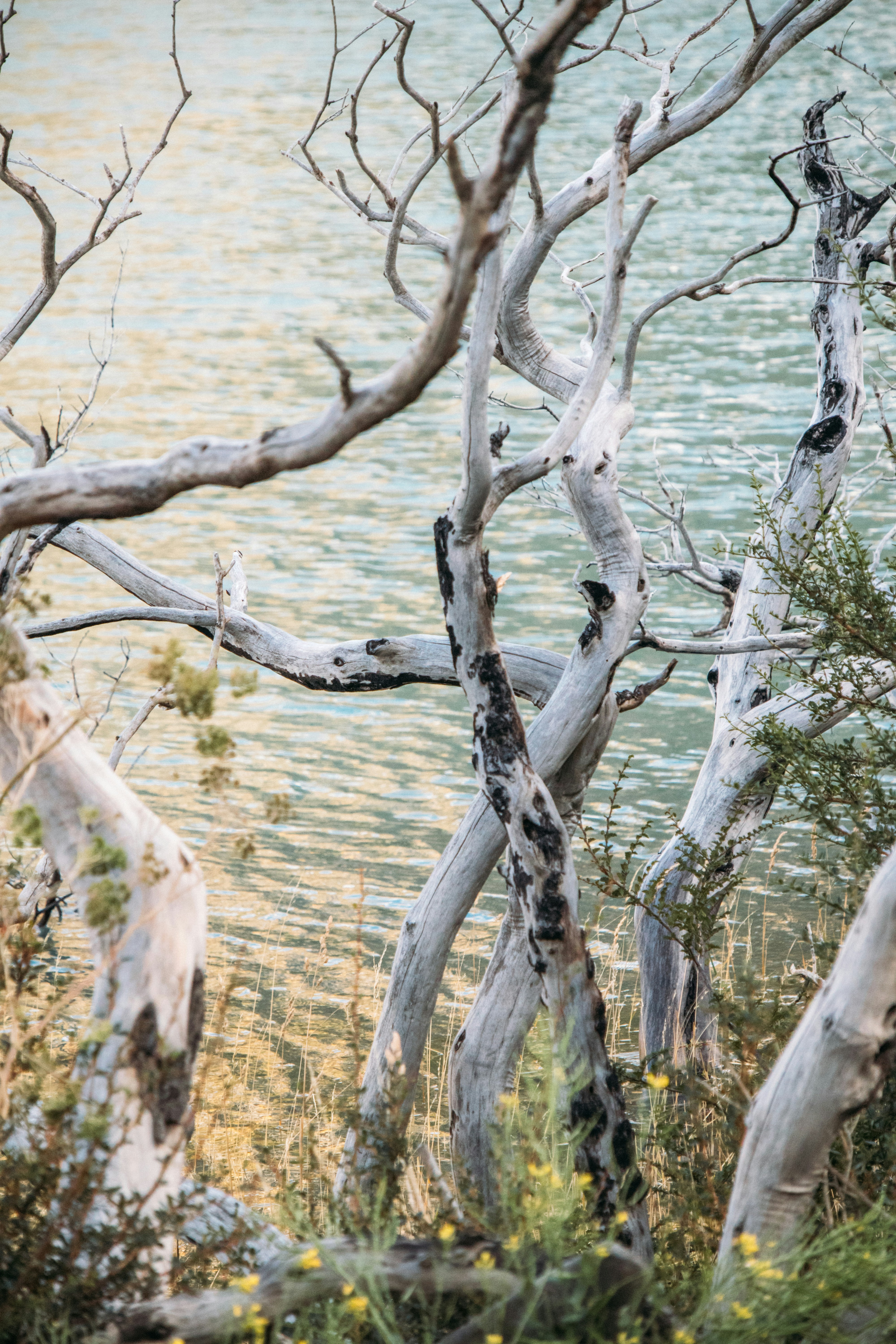 Ghostly White Branches Reach Over Quiet Waters