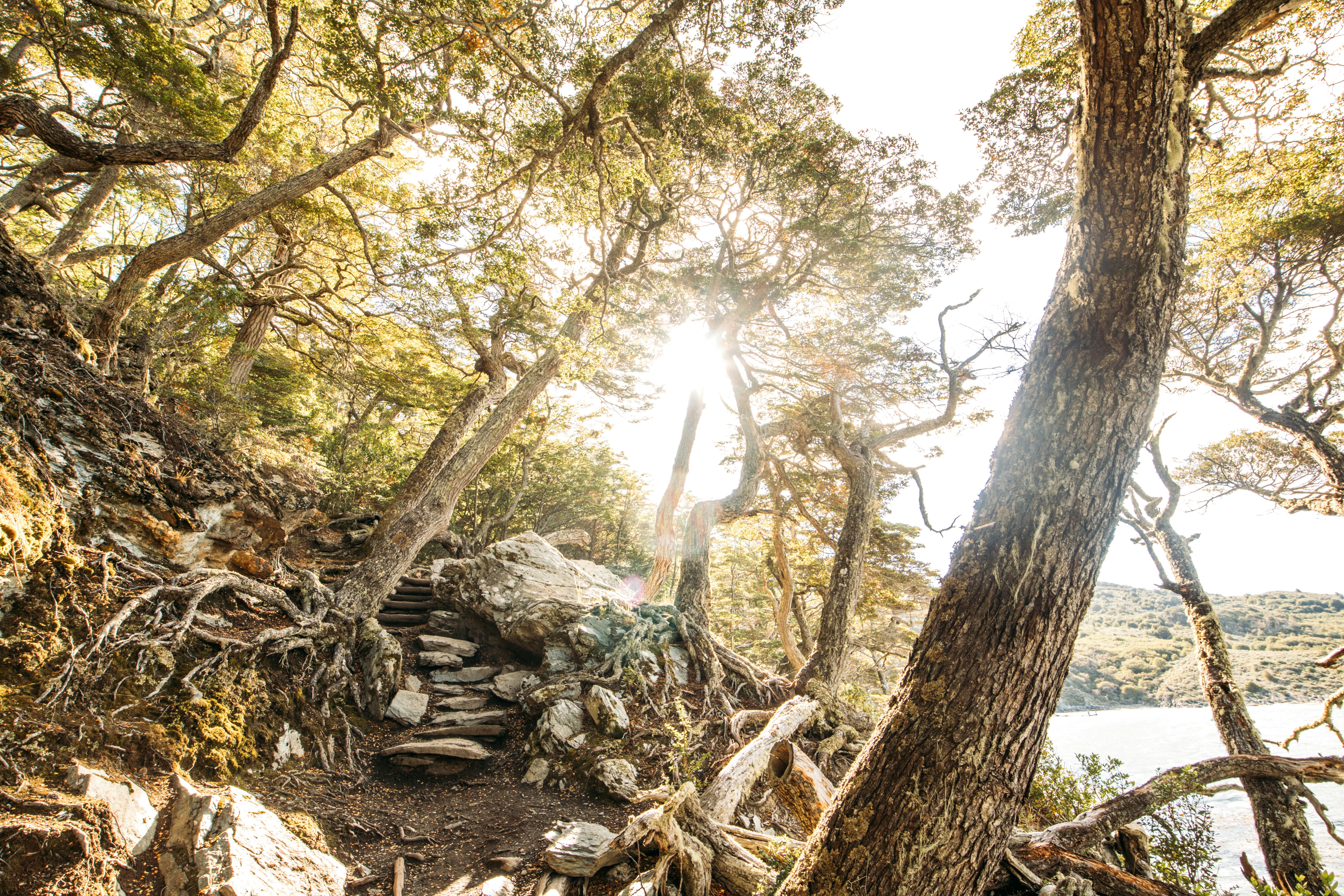 Sunlit Cedar Staircase: A Tranquil Cliffside Ascent