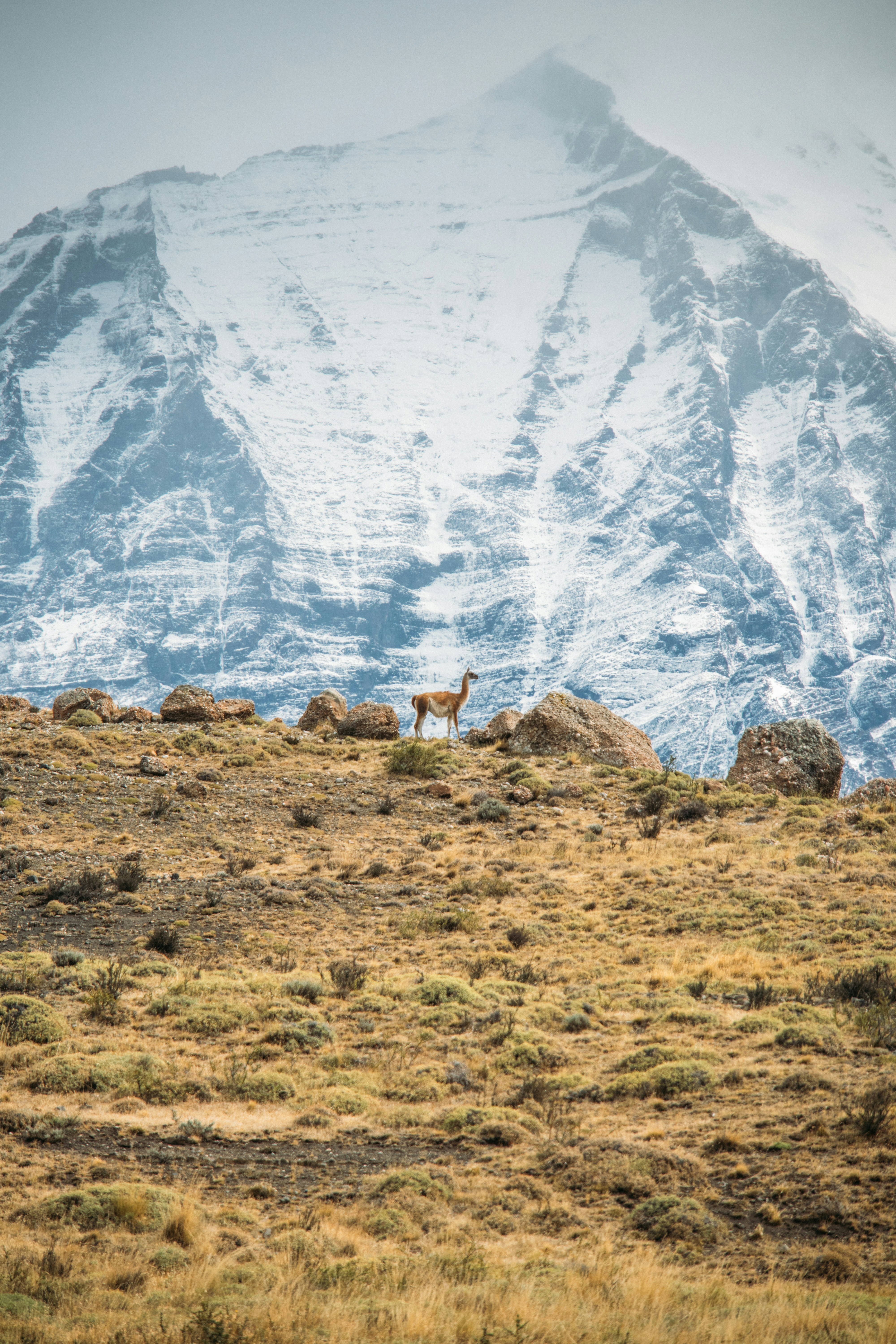 Highland Silhouette: A lone ibex on rugged tussock above a snowbound Wallachian peak