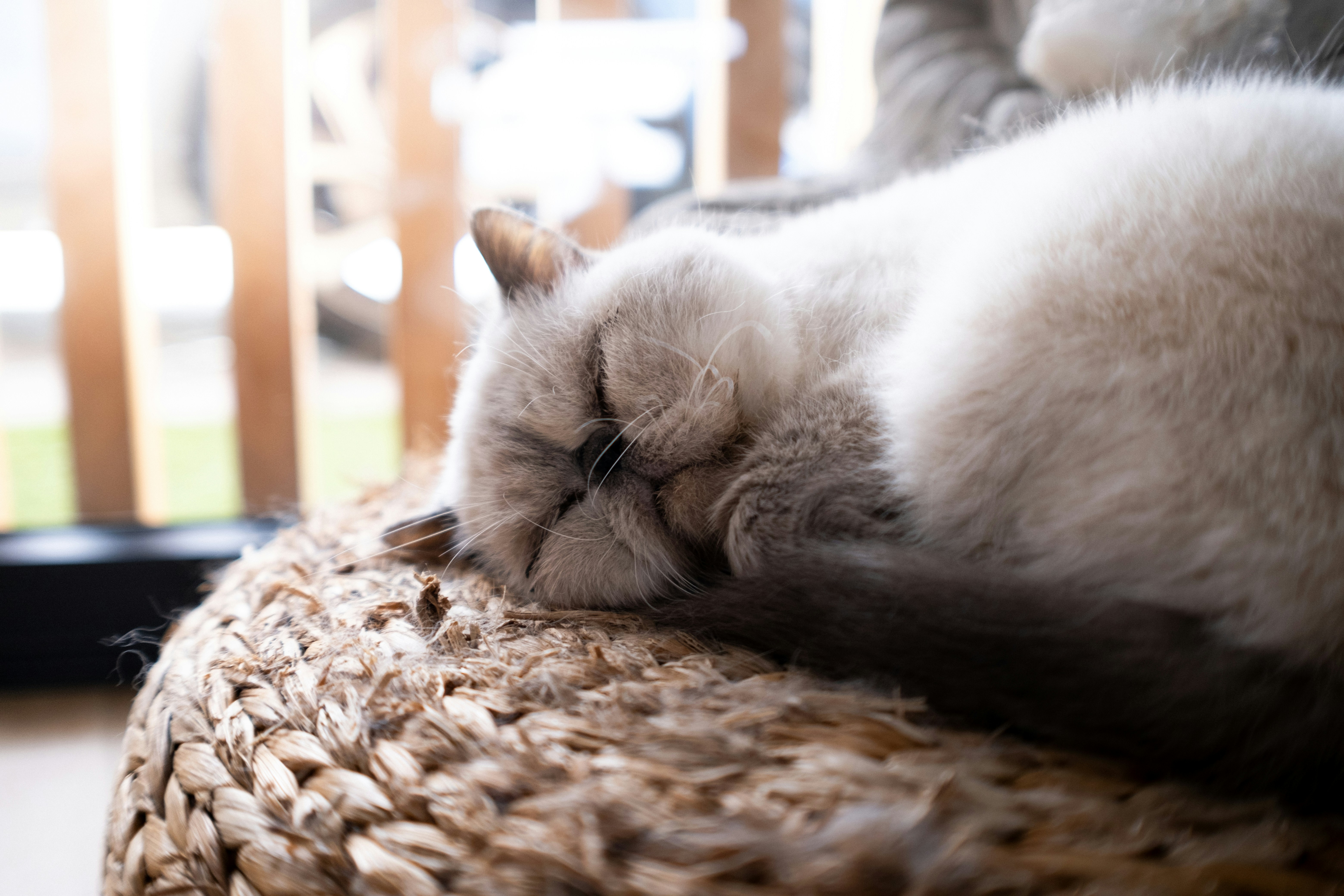 Nap in a woven cradle: a slumbering cat on a sunlit mat