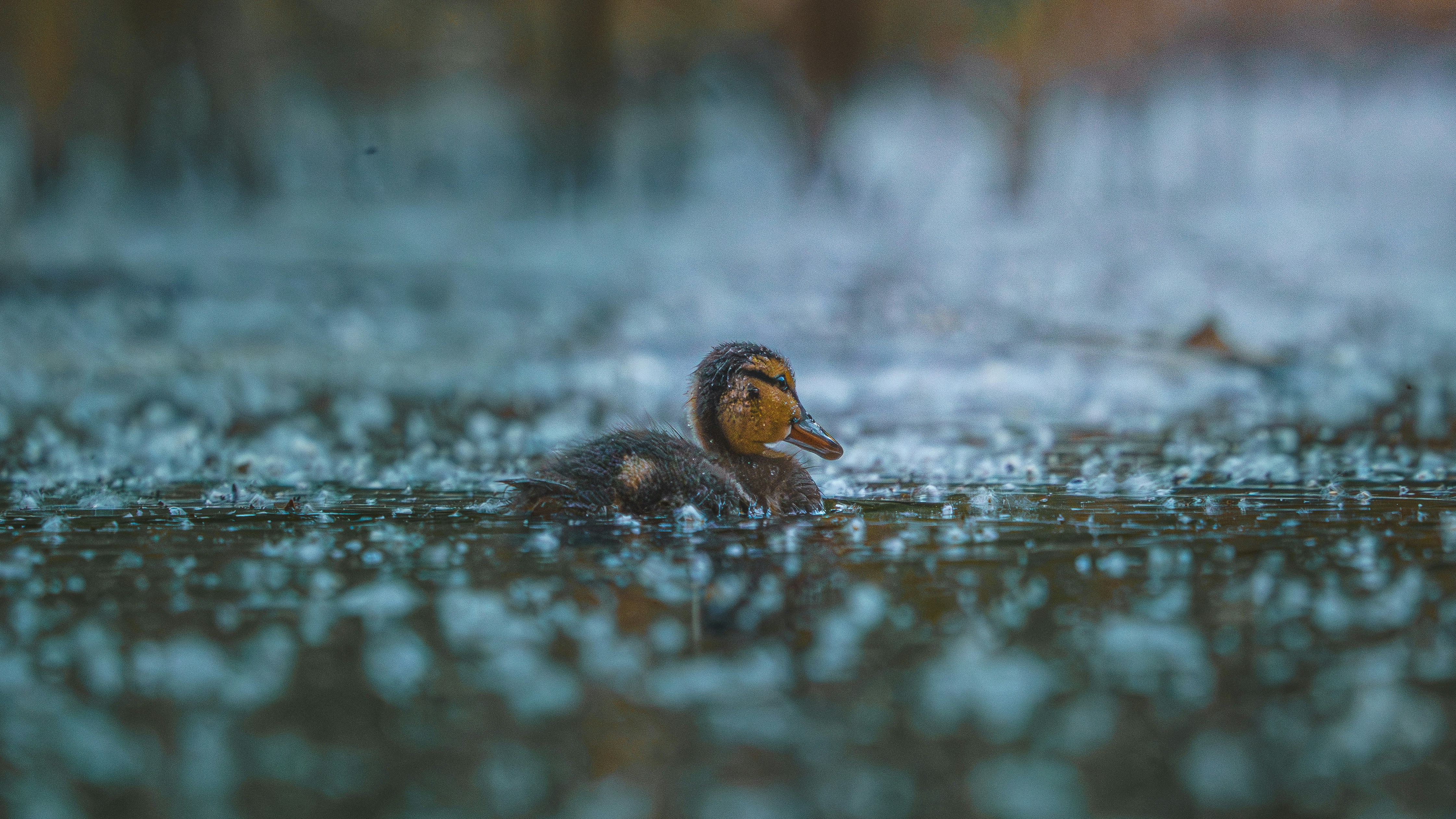 Low-Glare Duck on a Frosted Pond