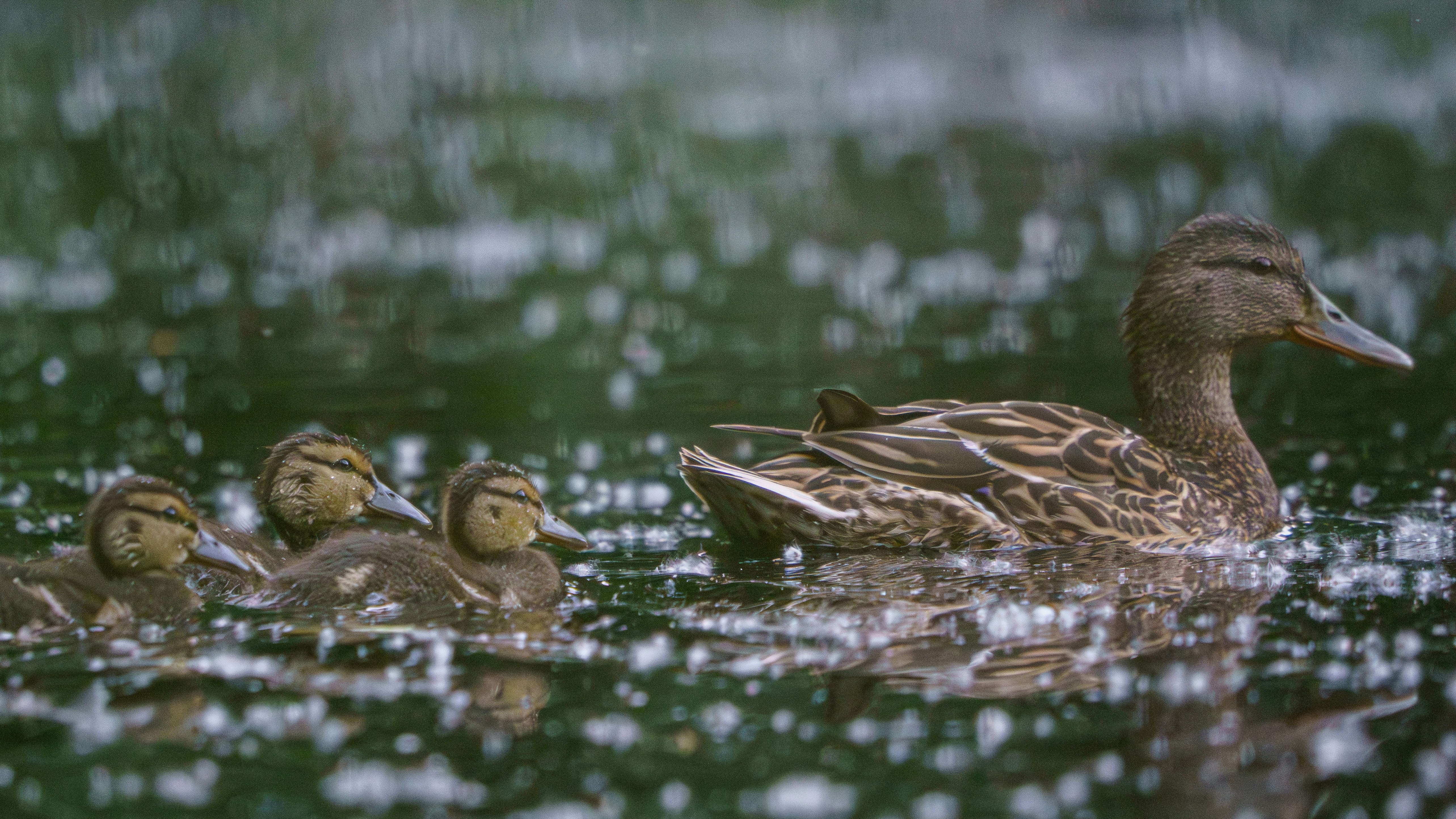 Moments on the Ripples: A Duck Family in Quiet Light