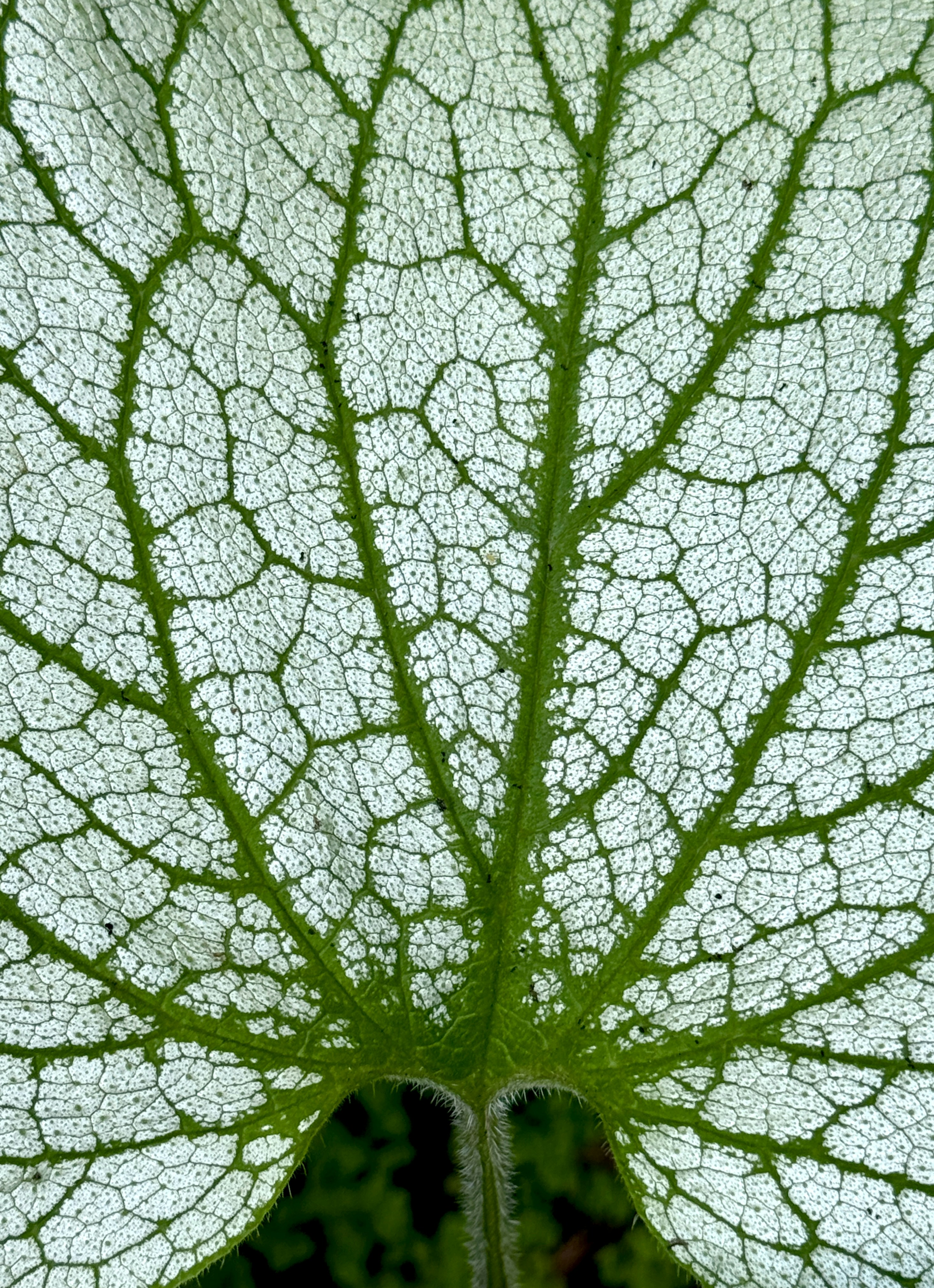 Veined Green: A Macro Portrait of Leaf Armor