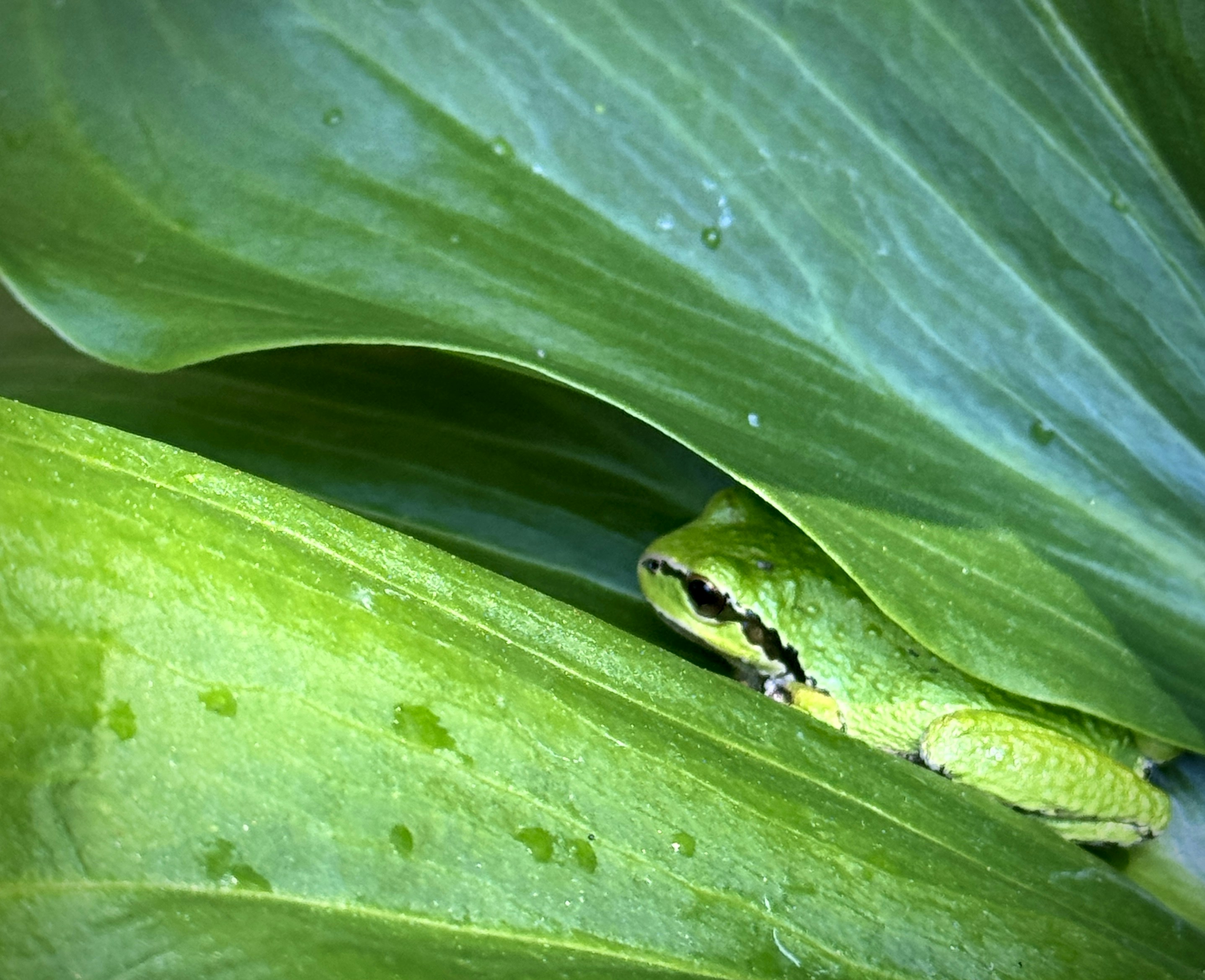 Emerald Camouflage: A Green Tree Frog Peeks Between Leaves