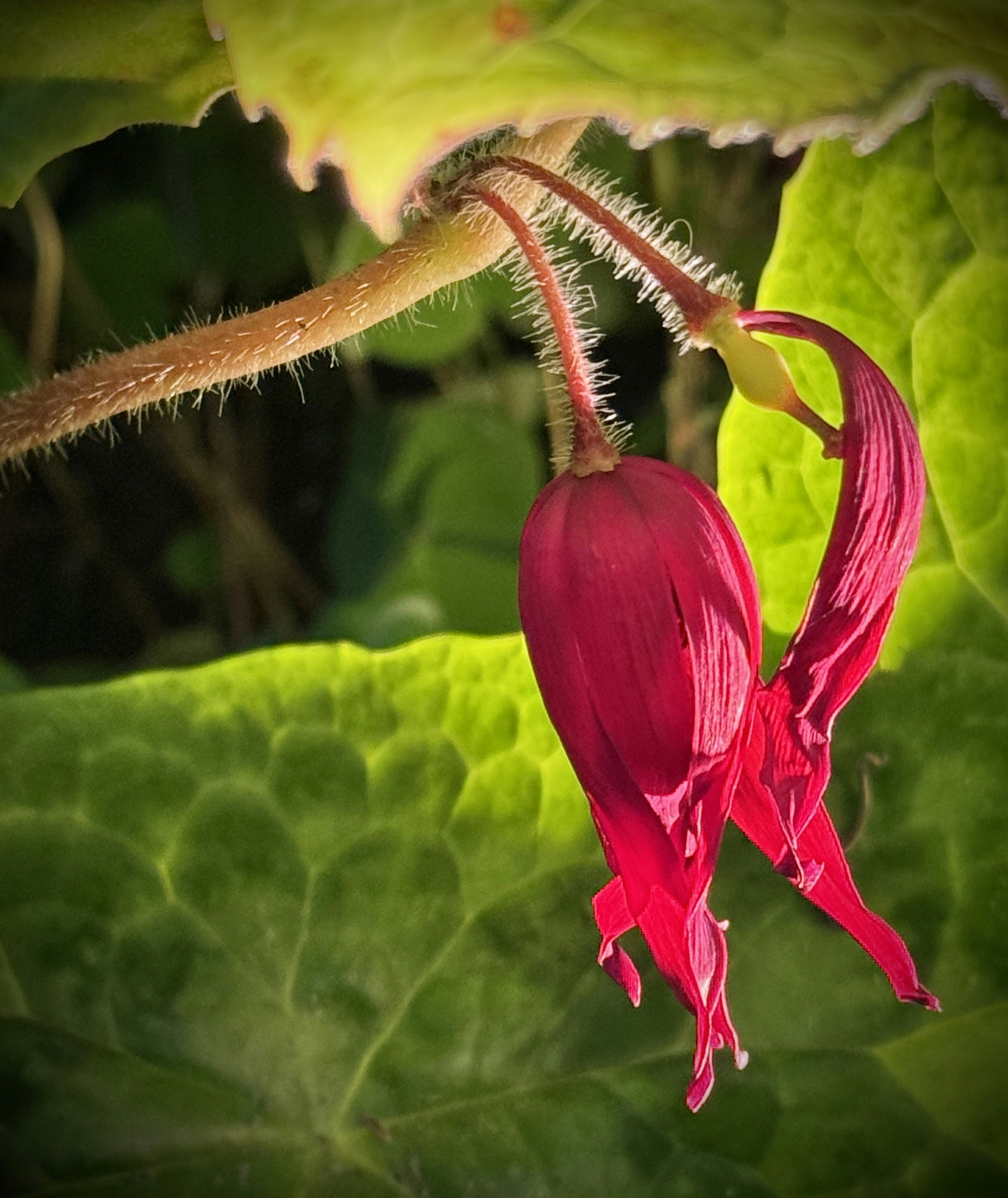 Crimson Bloom in Backlit Foliage