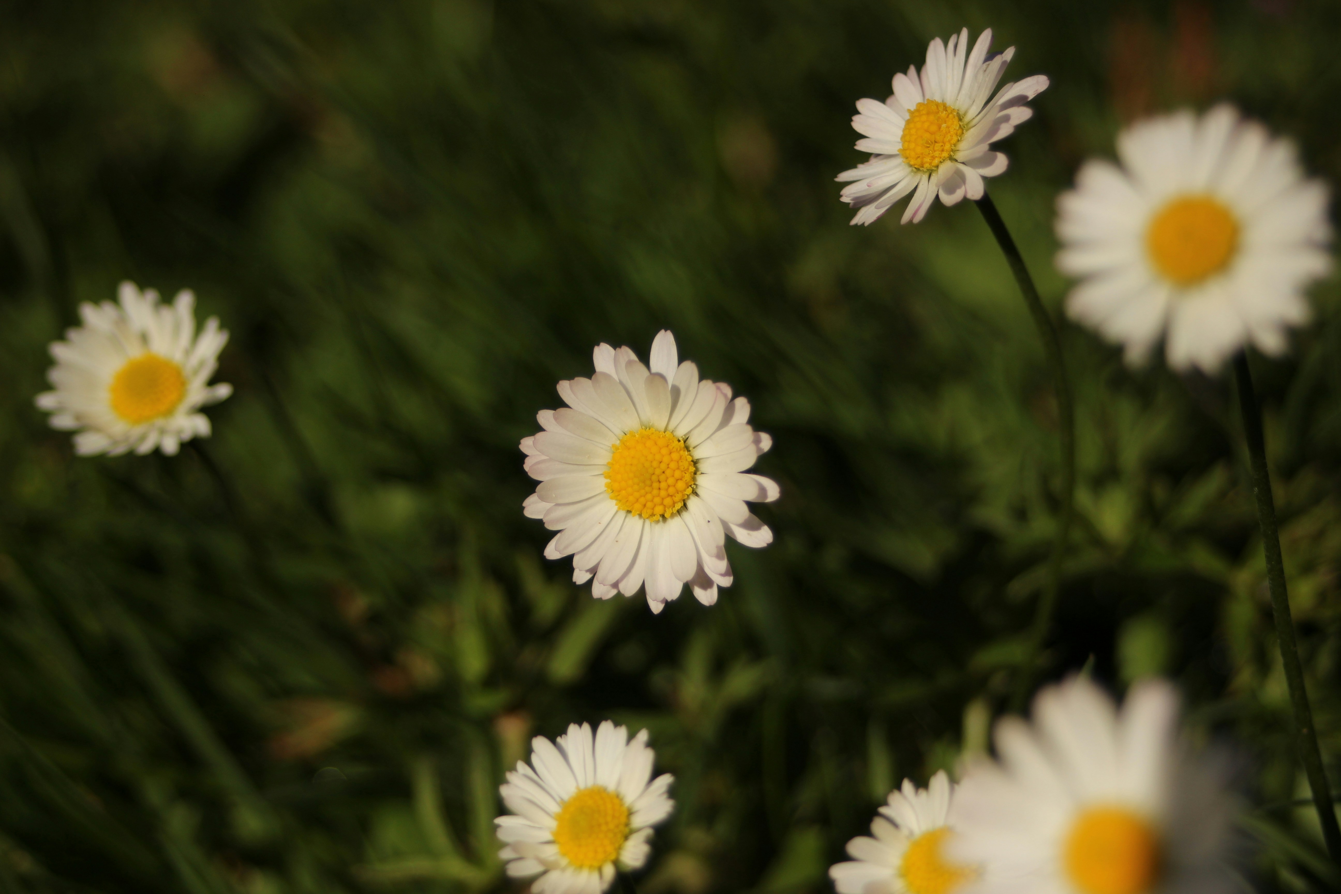 Close-up of white daisies with yellow centers in a green field, softly blurred background. A natural still-life emphasis on simple floral detail.