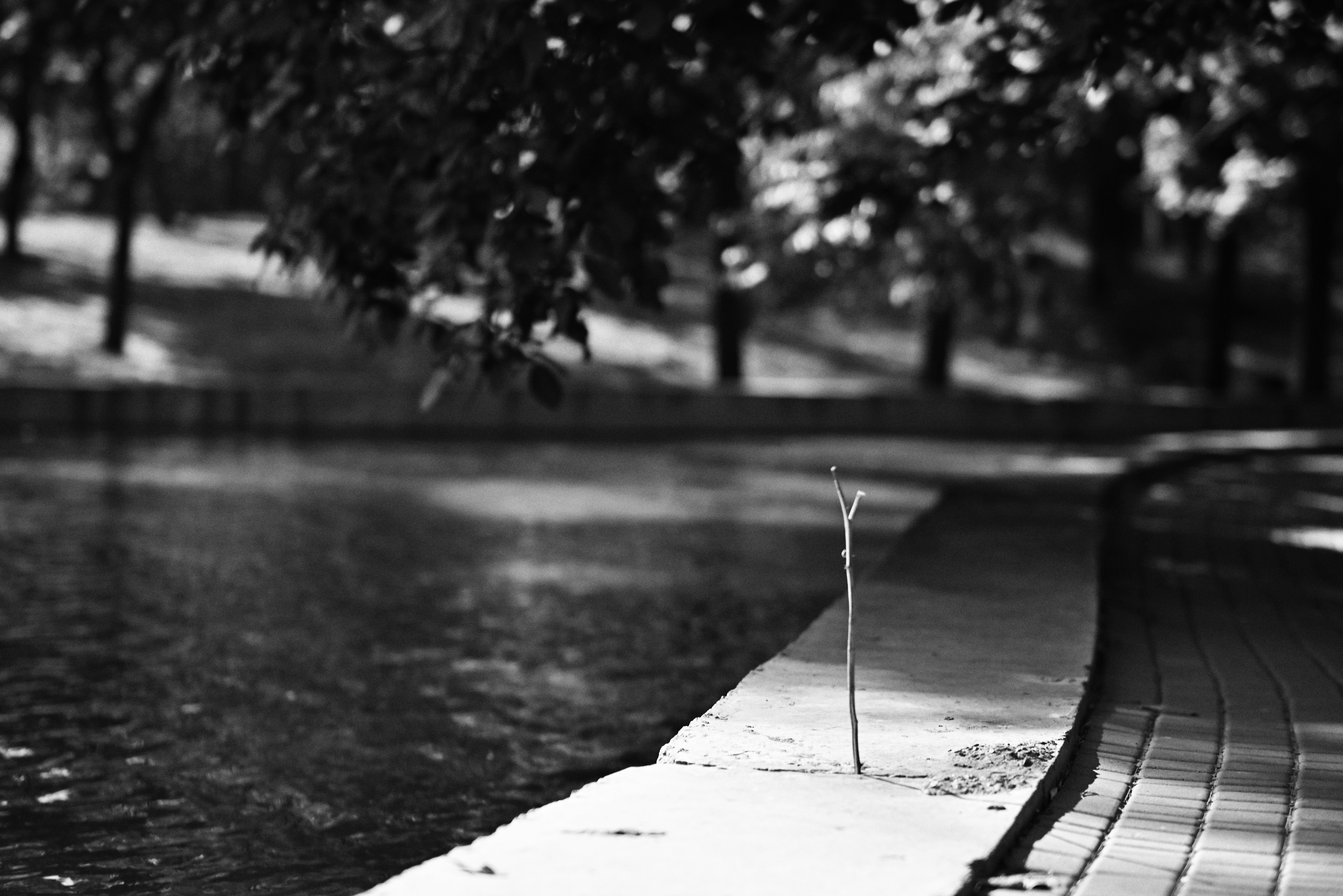 A lone sapling rises beside a calm pool along a curved walkway, captured in black and white to emphasize texture and contrast.