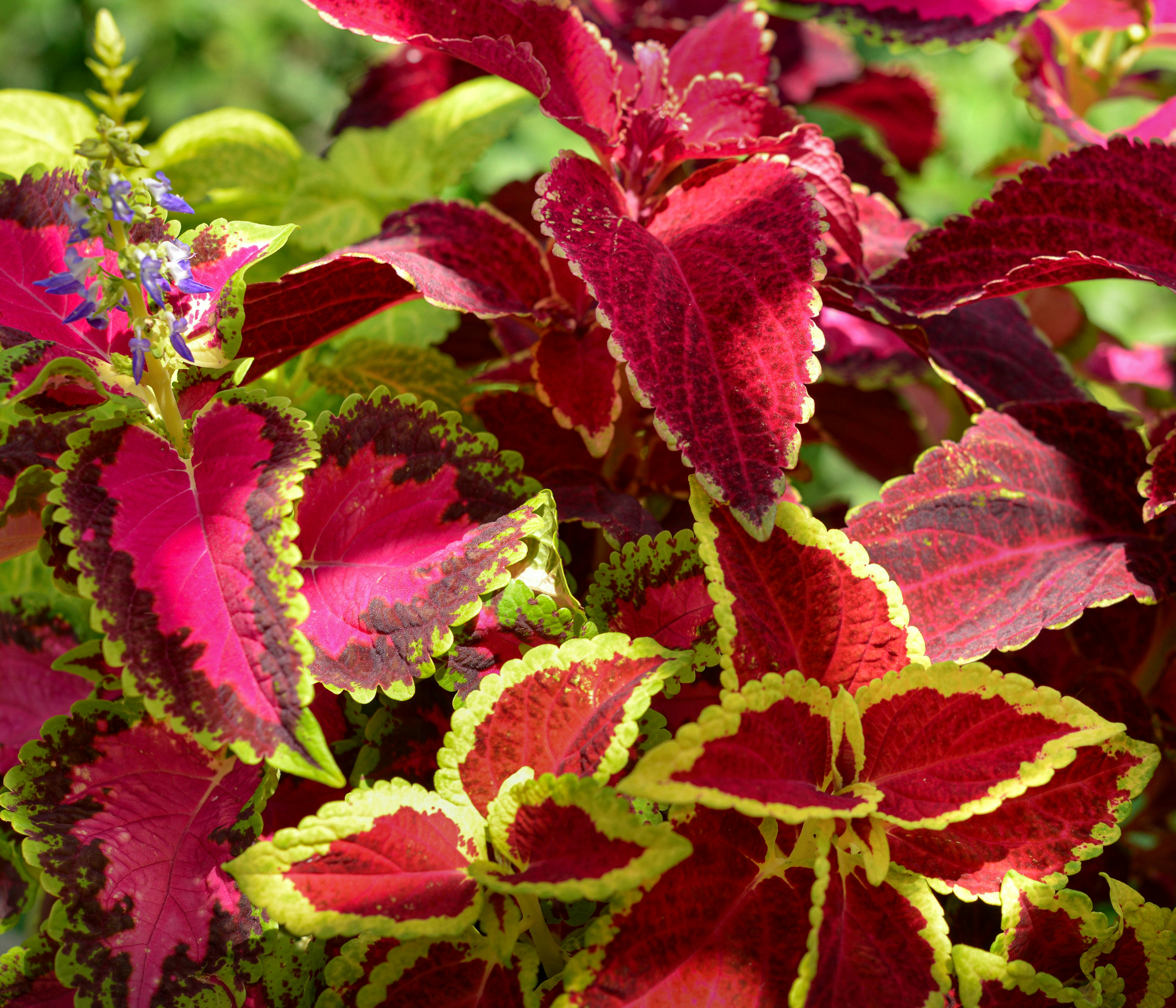 Crimson and Lime Edges: Variegated Leaves in the Sun