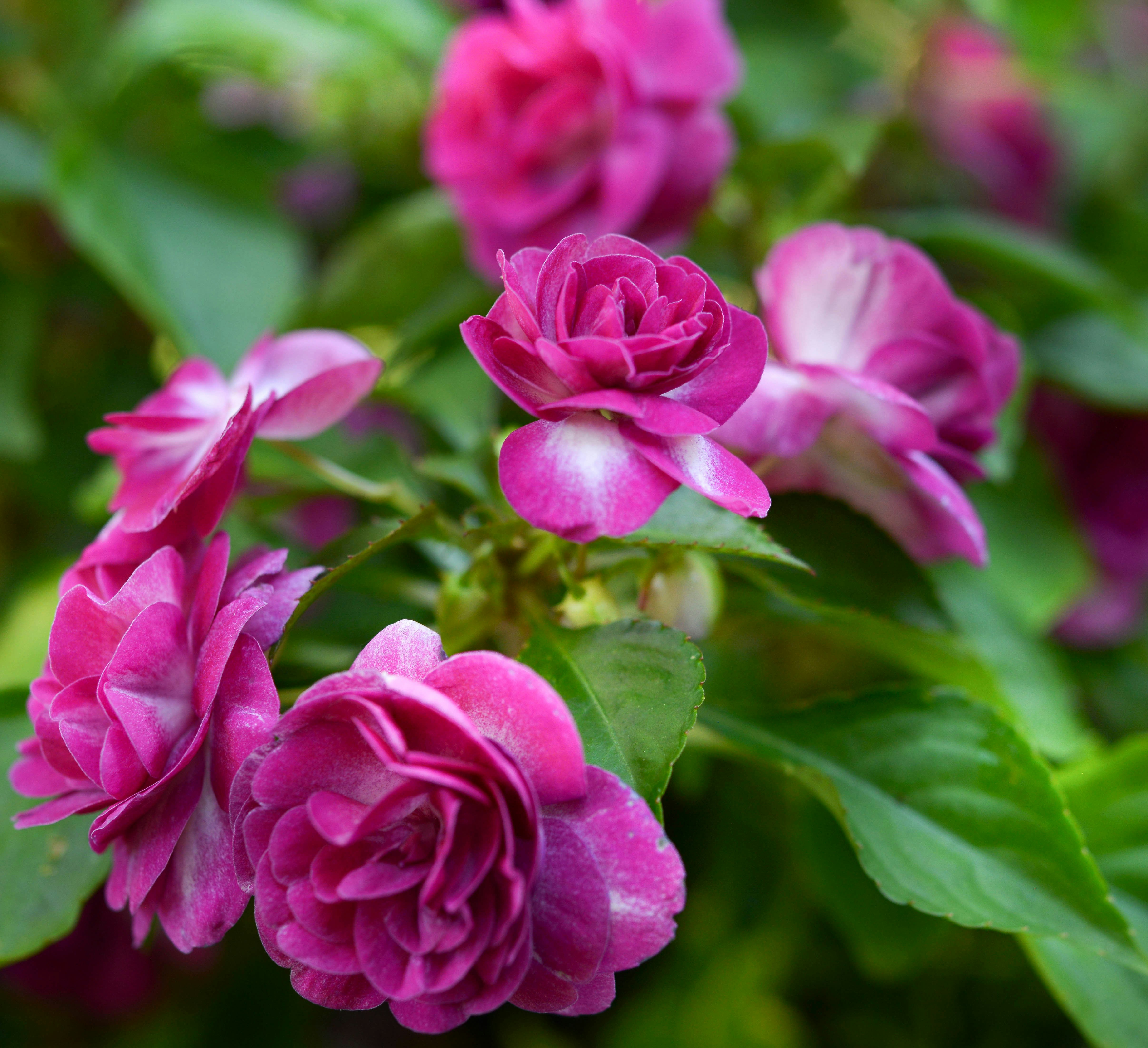 Pink Rose Cluster in Velvet Green