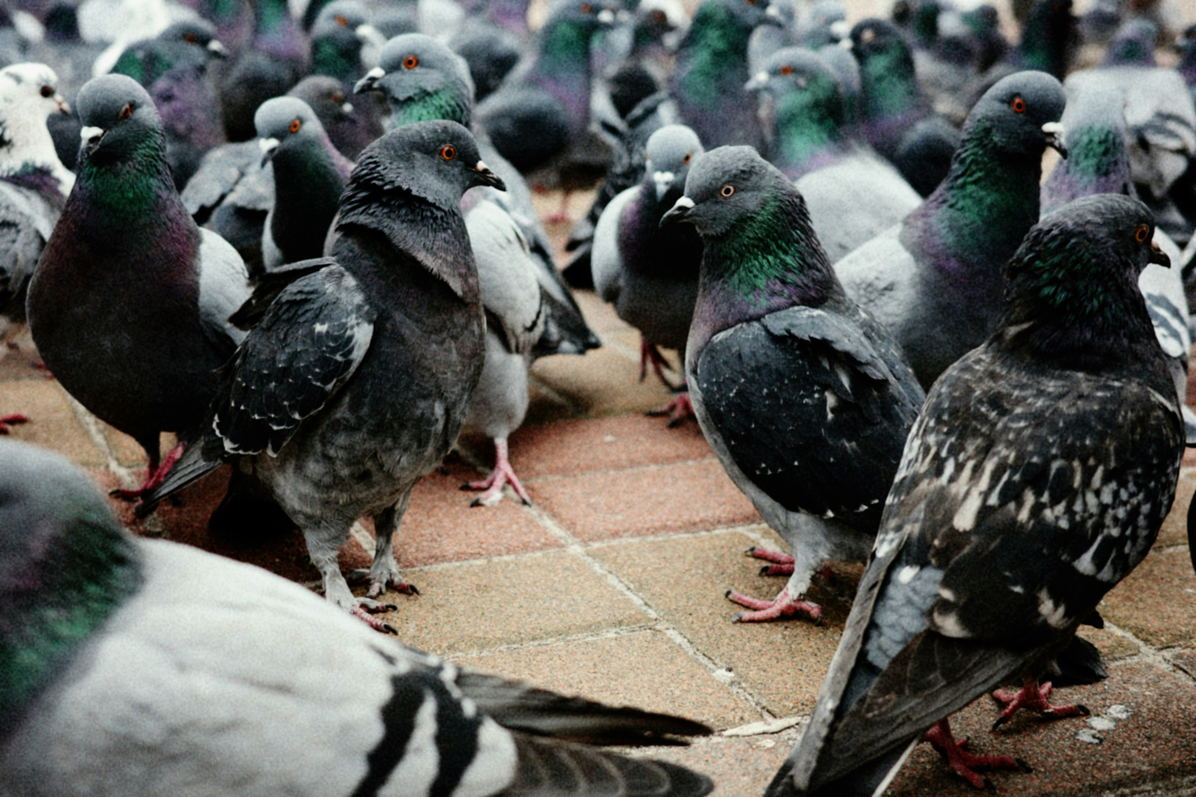 Dense crowd of pigeons gathered on tiled ground, their iridescent necks catching light; a living flock scene with a focus on feather texture and collective motion.