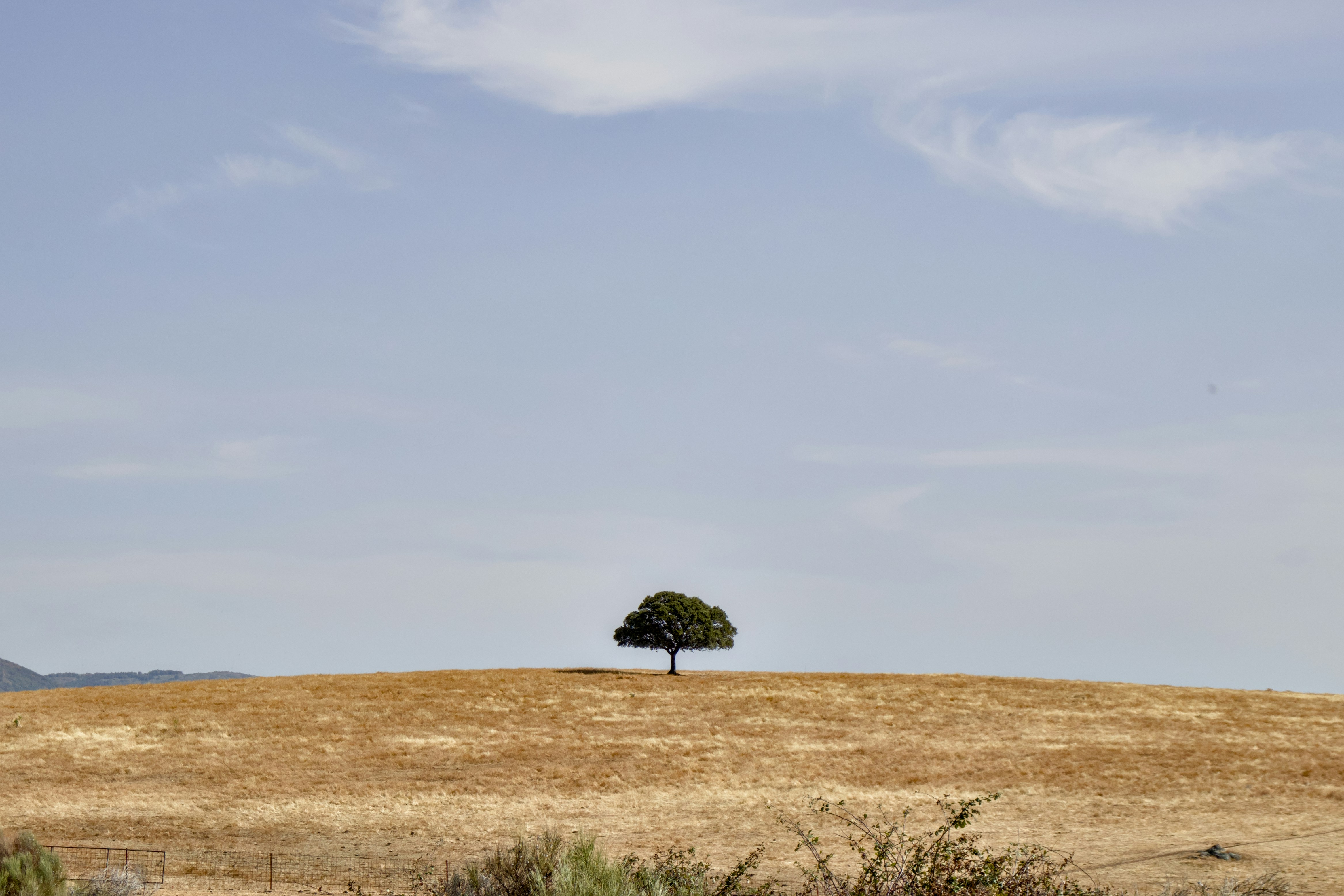 A solitary tree anchors a vast, sunlit field with a pale horizon; the scene emphasizes openness and minimalism in rural landscape.