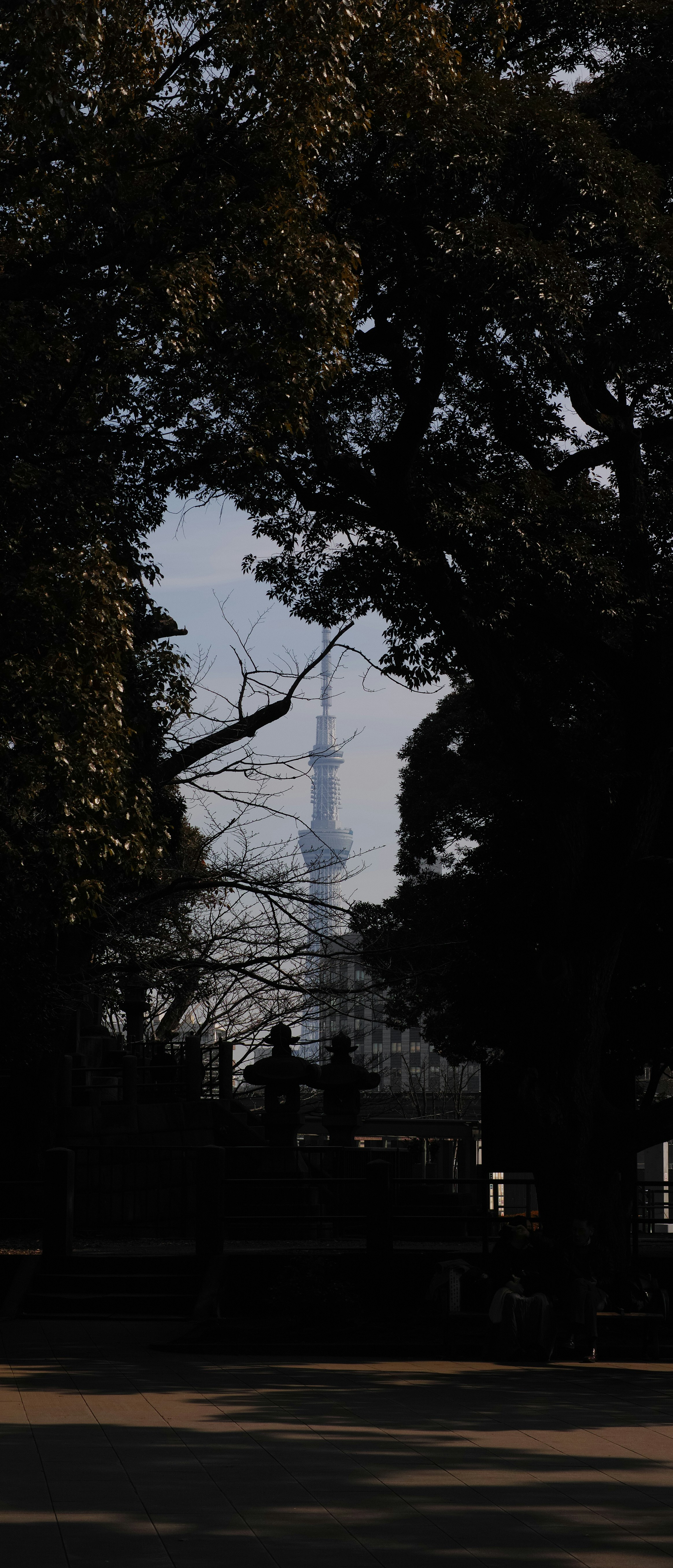 Tower in the Shadows: Tokyo Skyscraper Framed by a Park of Trees