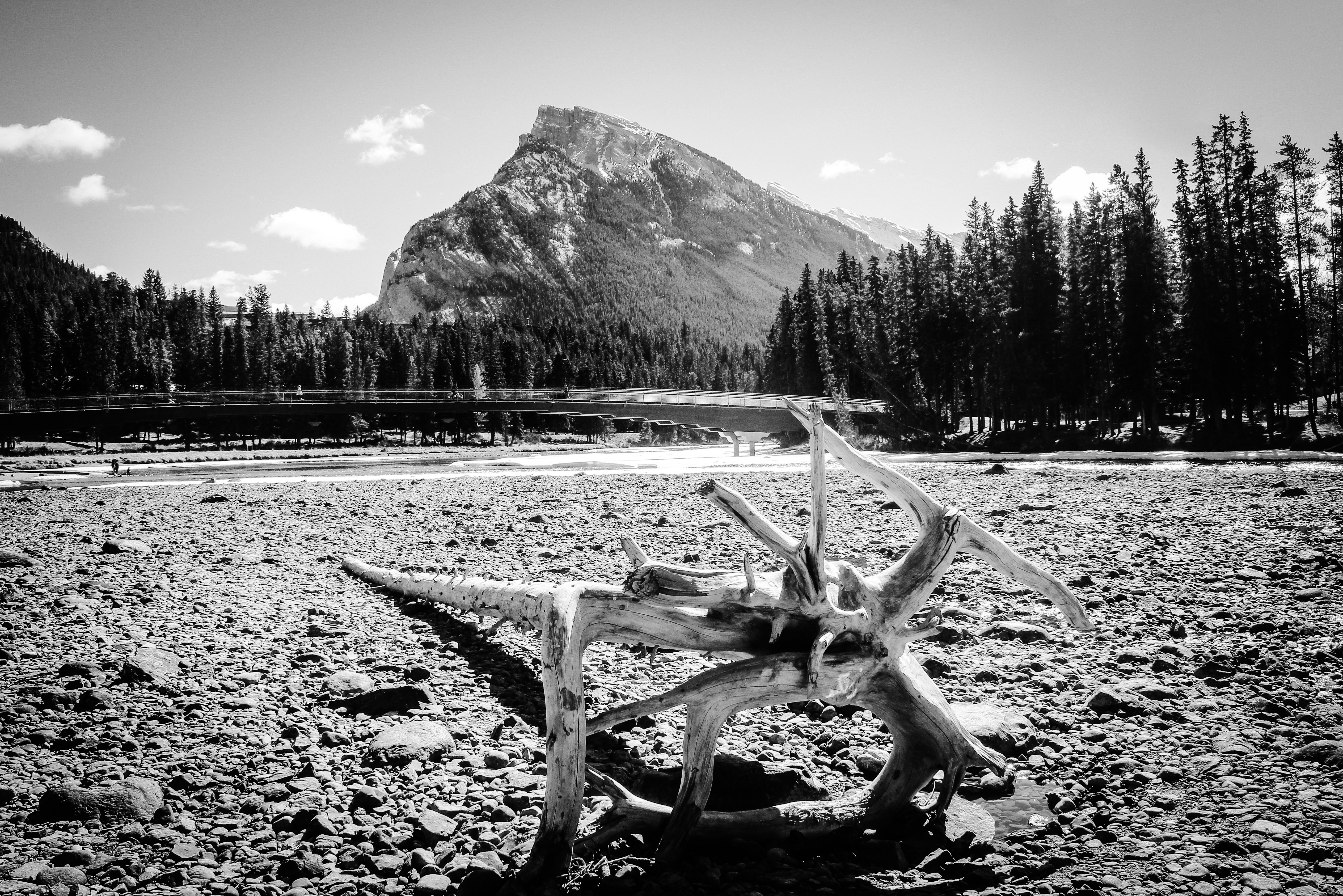 Driftwood Sentinel at the Edge of a Mountain Lake