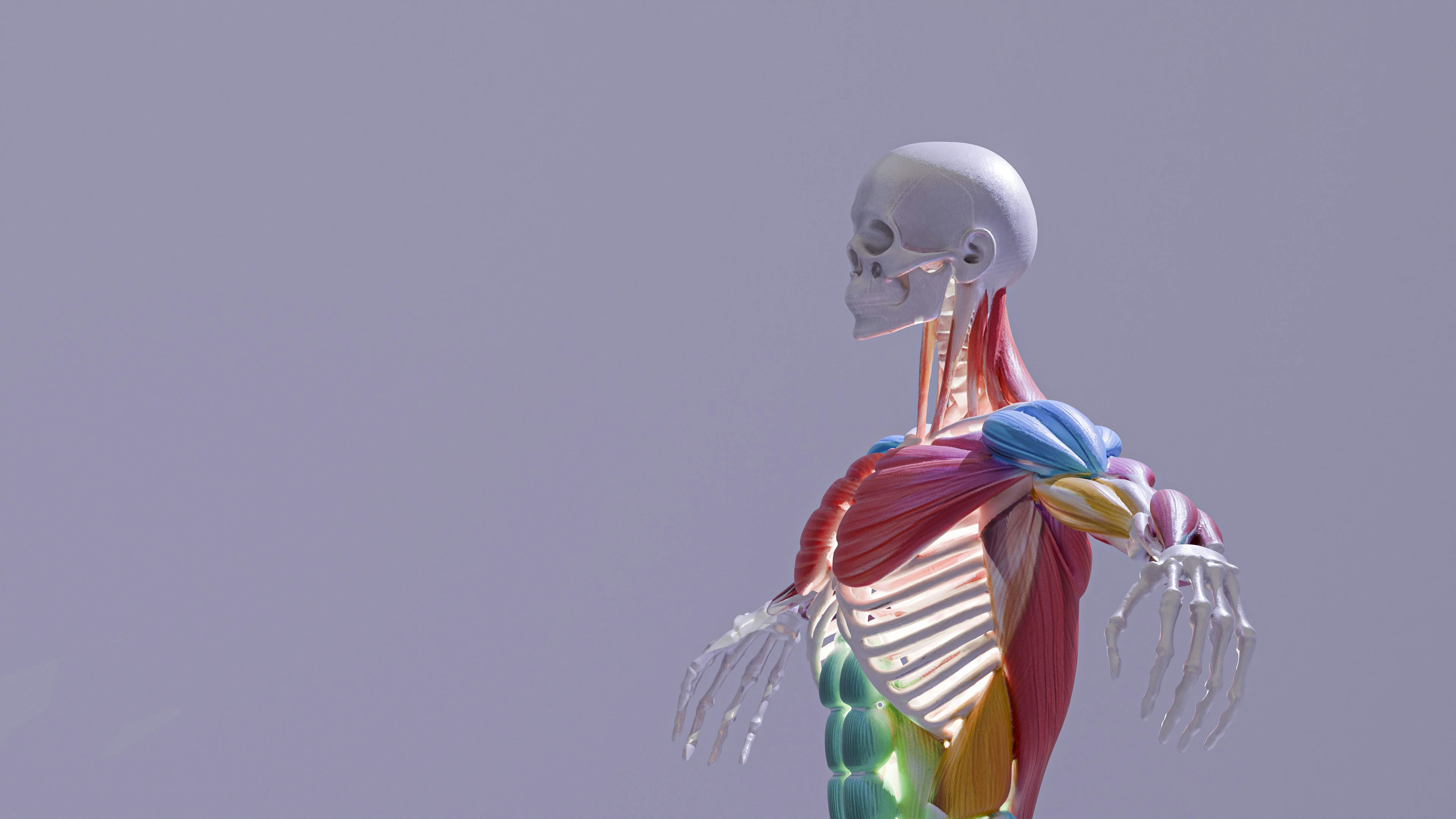 Anatomy and Physiology for Dummies: 11 Essential Systems Guide