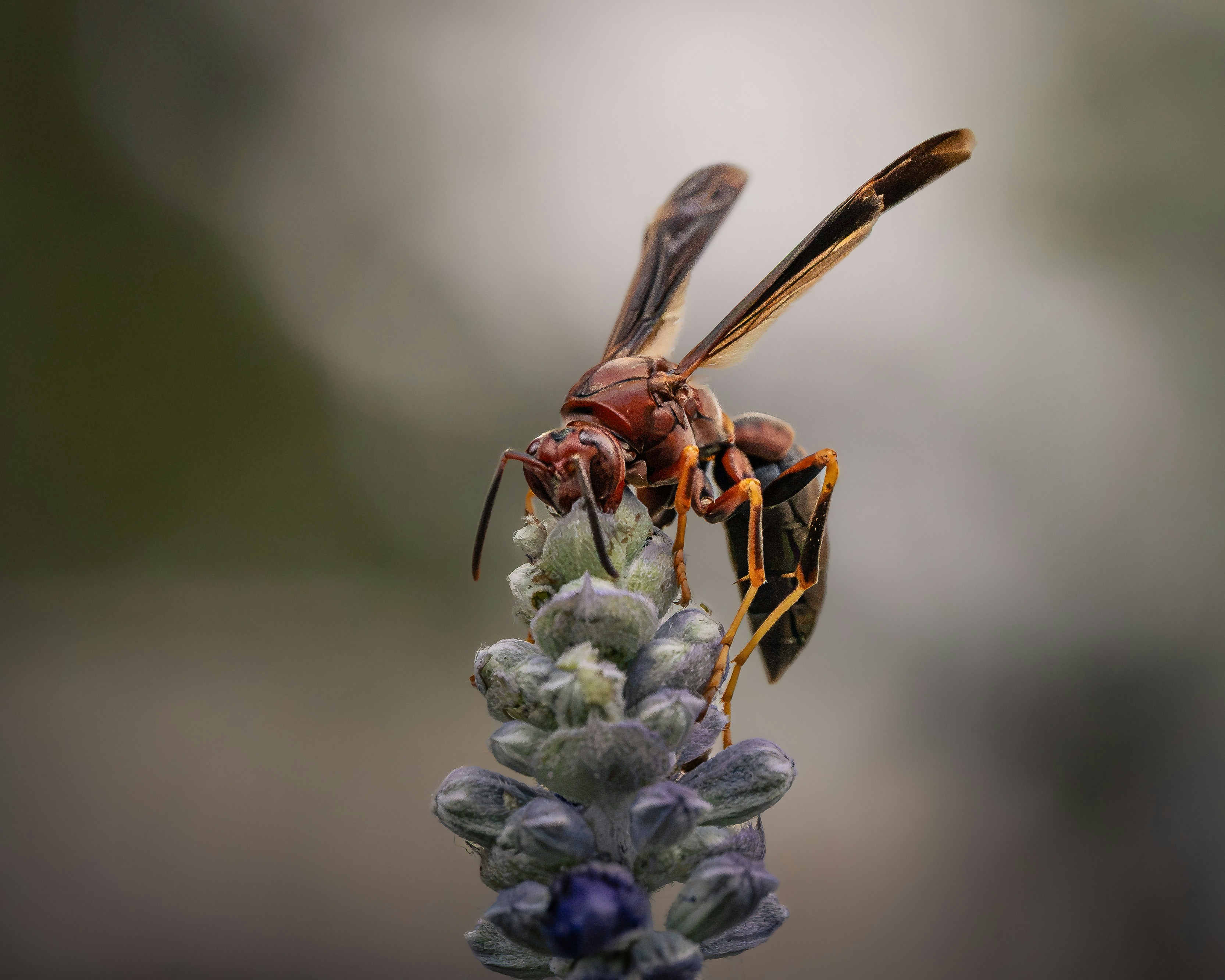 Wasp on Silver-tinged Lavender: Close-up in Soft Focus